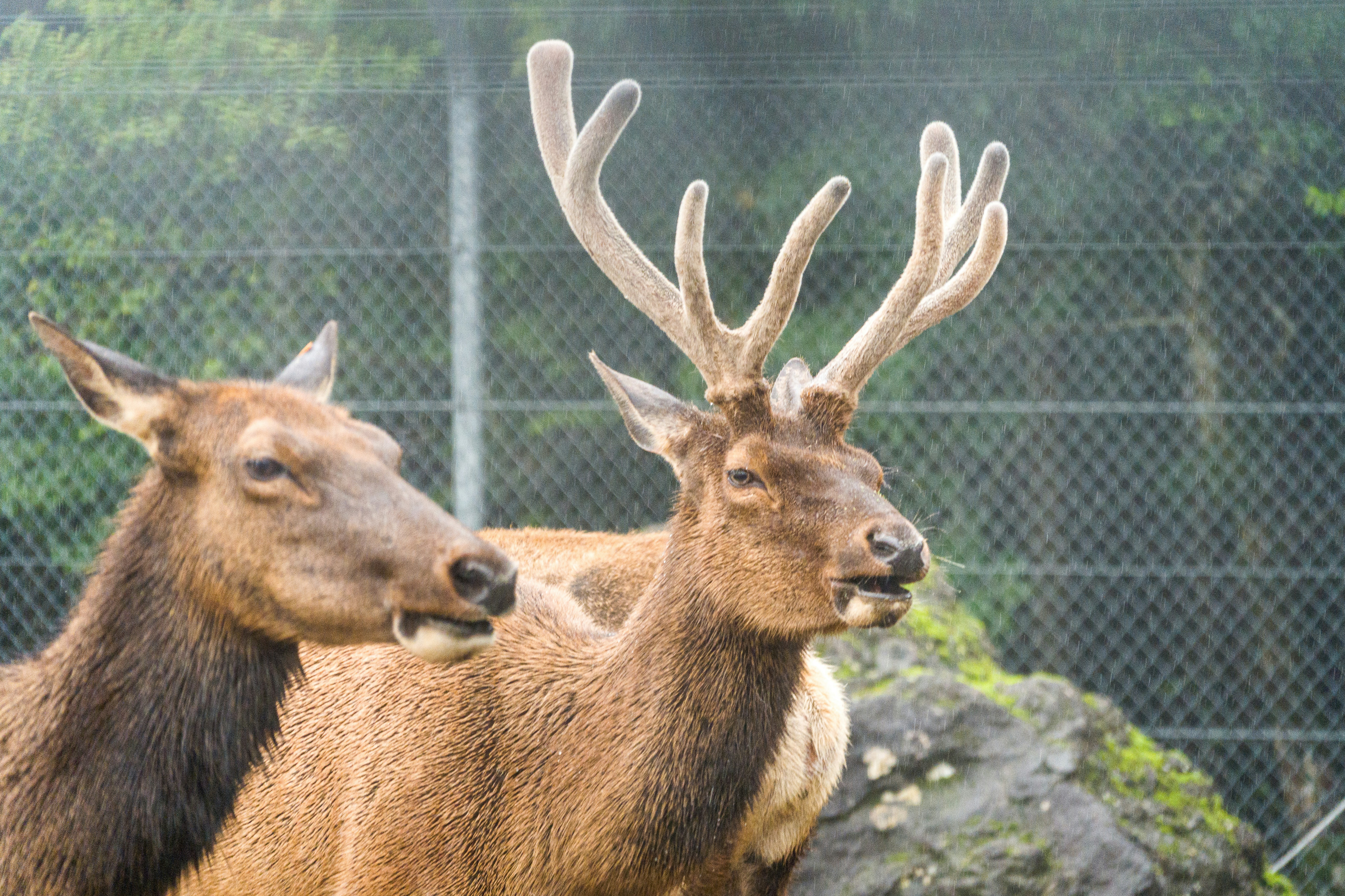 Antlered Focus: A Pair of Elk at the Fence
