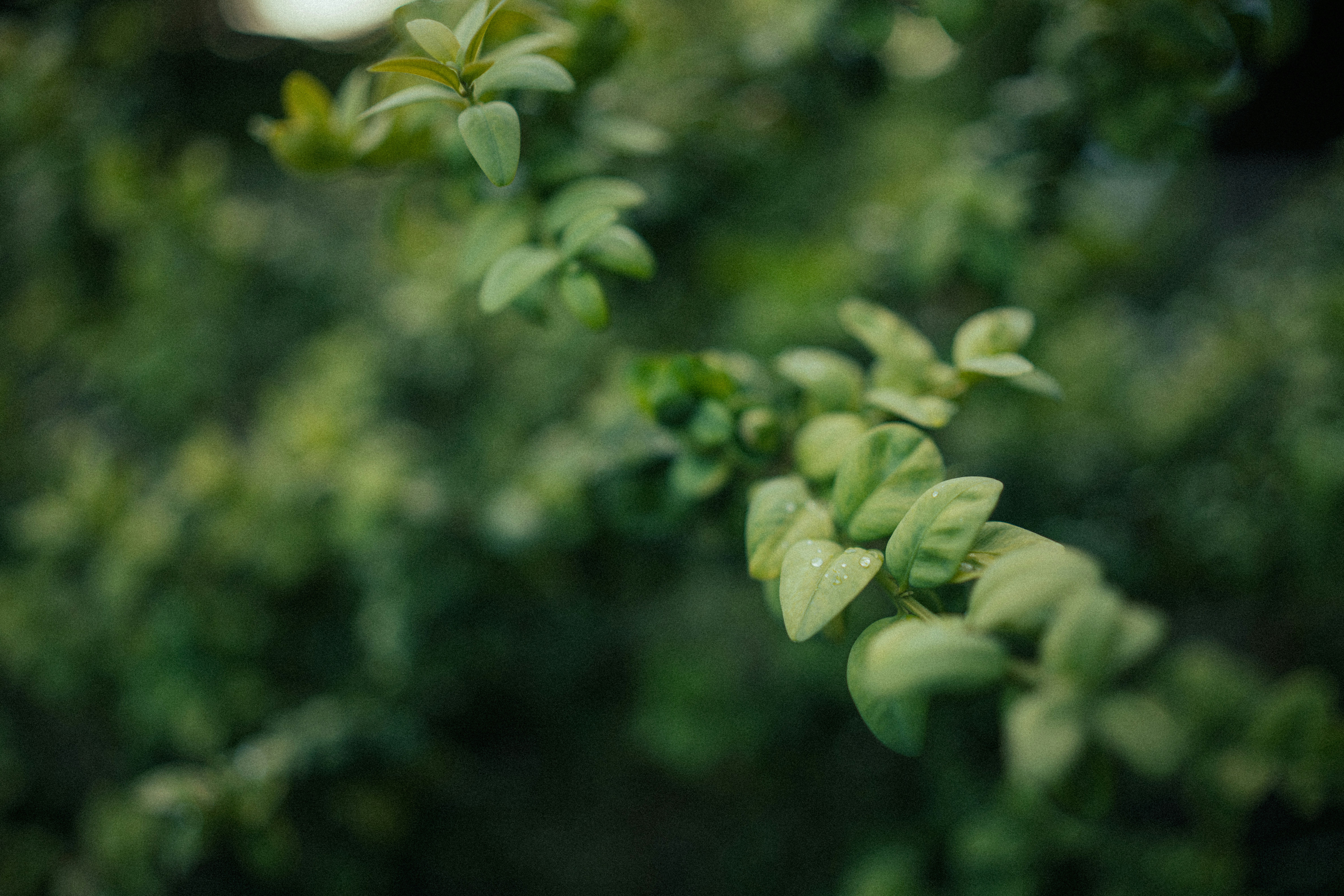 Vibrant Green Fragments: A Delicate Branching in Soft Focus