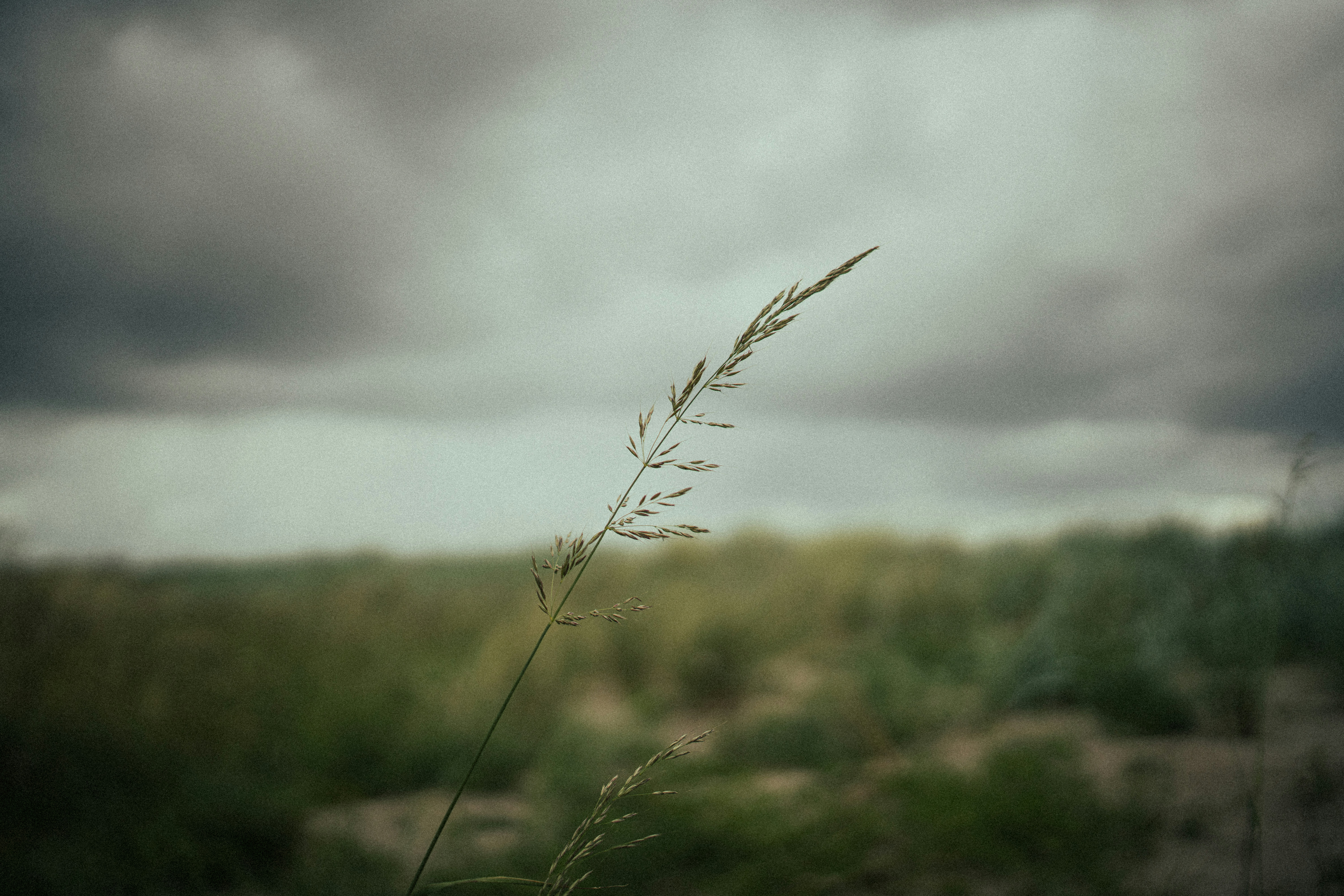 Midfield Grass Against a Stormy Sky