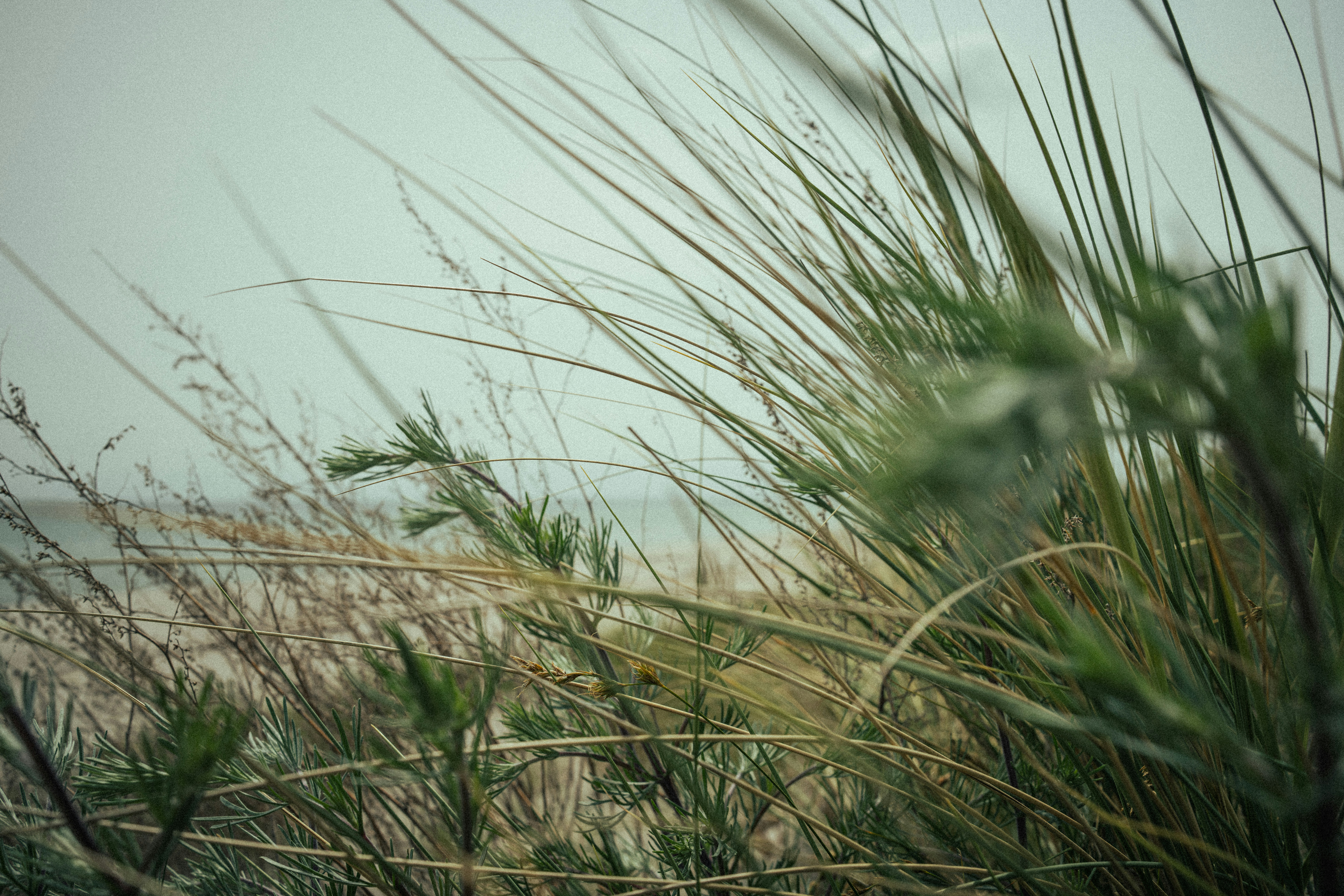 Grass Veil: Tangles of Dune Grass in Soft Focus
