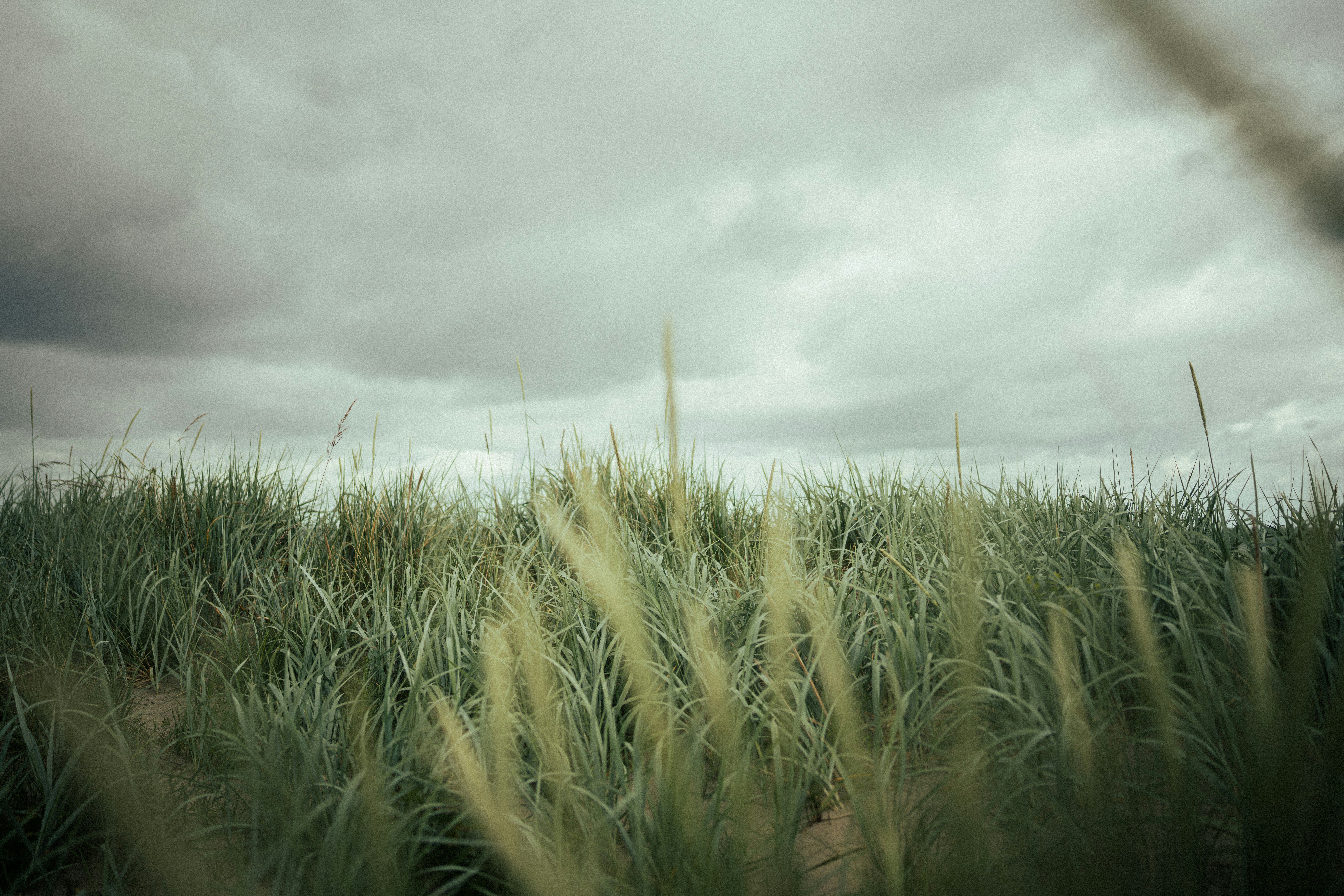 Golden grass under a brooding sky at prairie edge