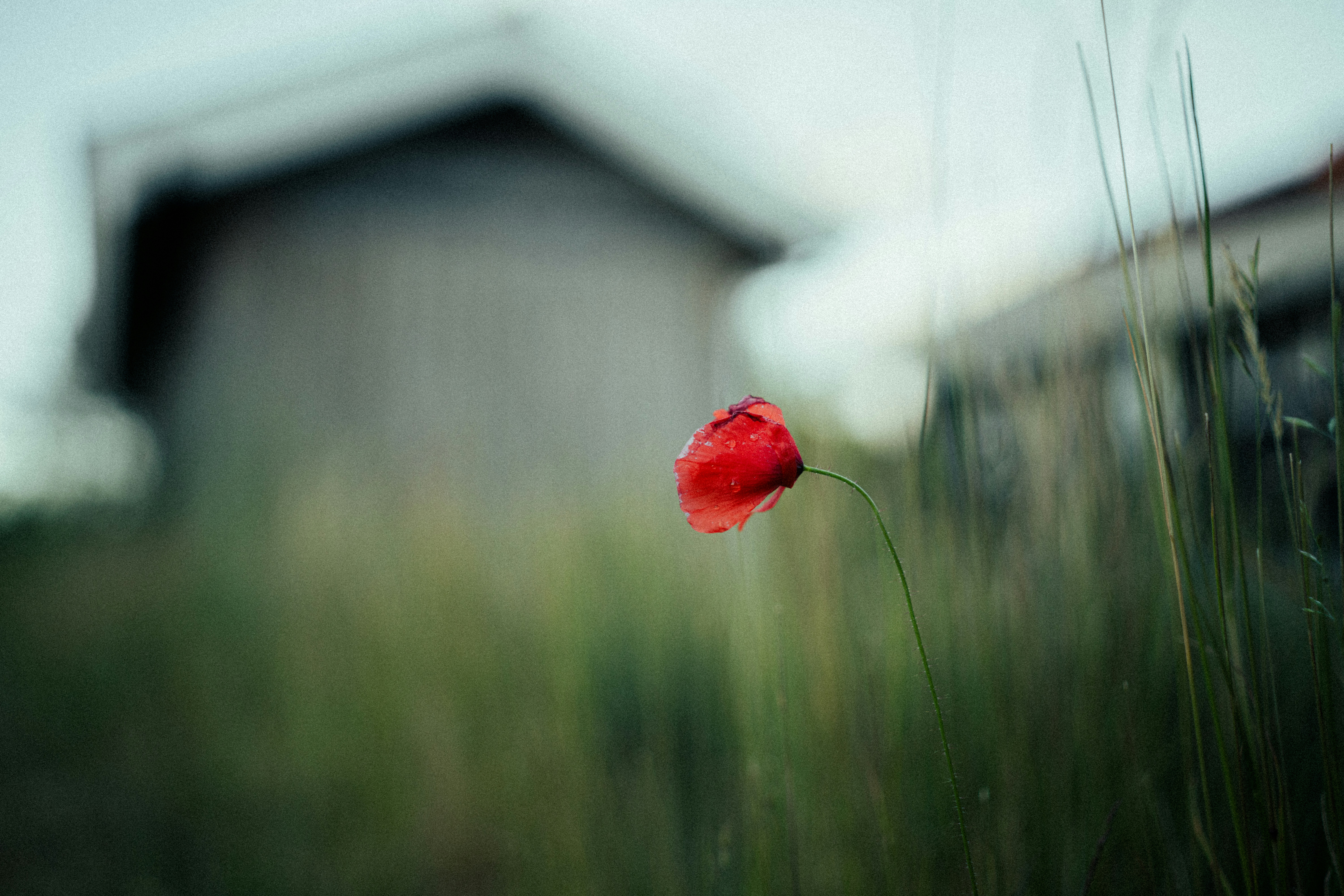 Single Red Bloom in a Field of Blur