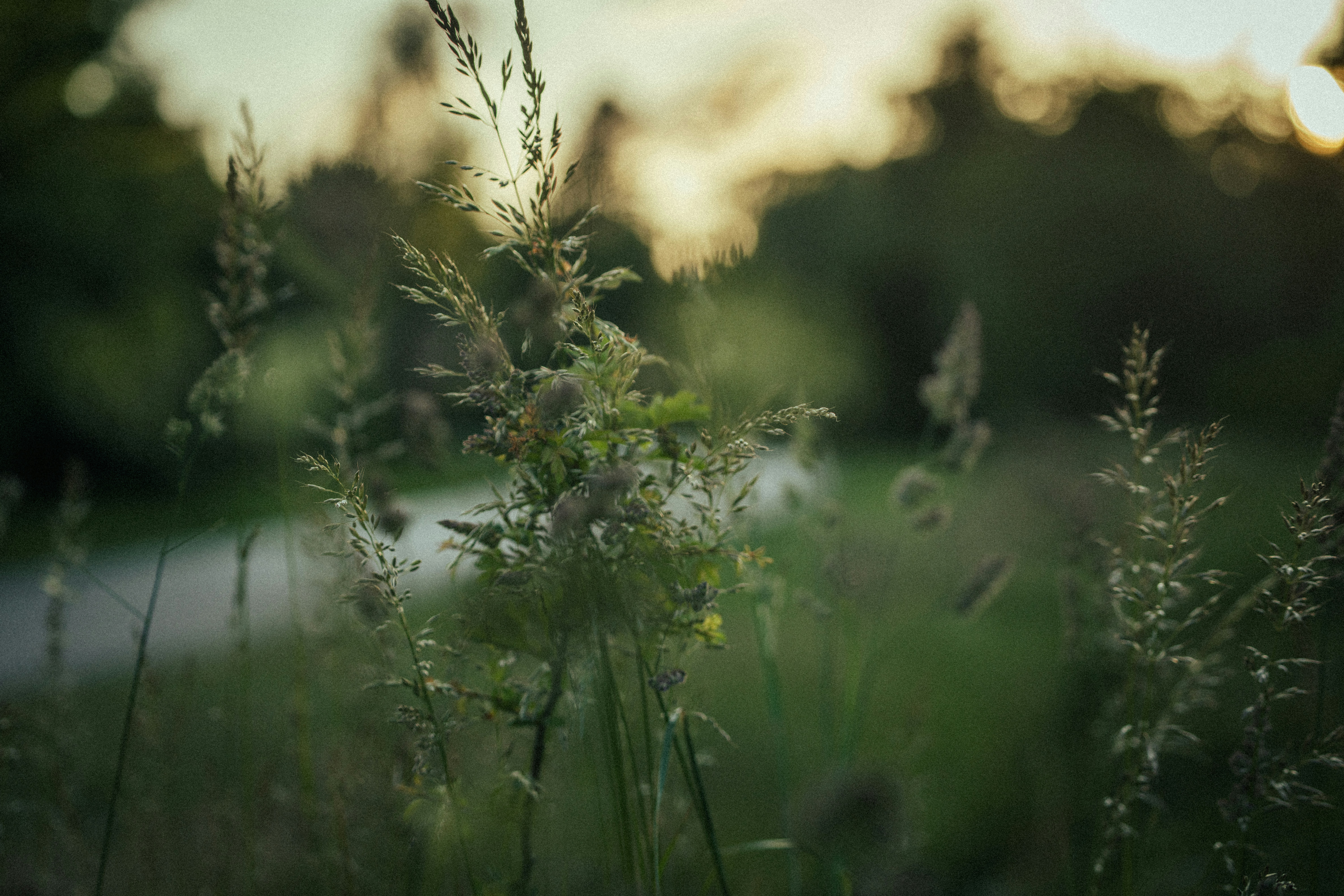 Sunlit Wildgrass: a quiet edge of the meadow at golden hour