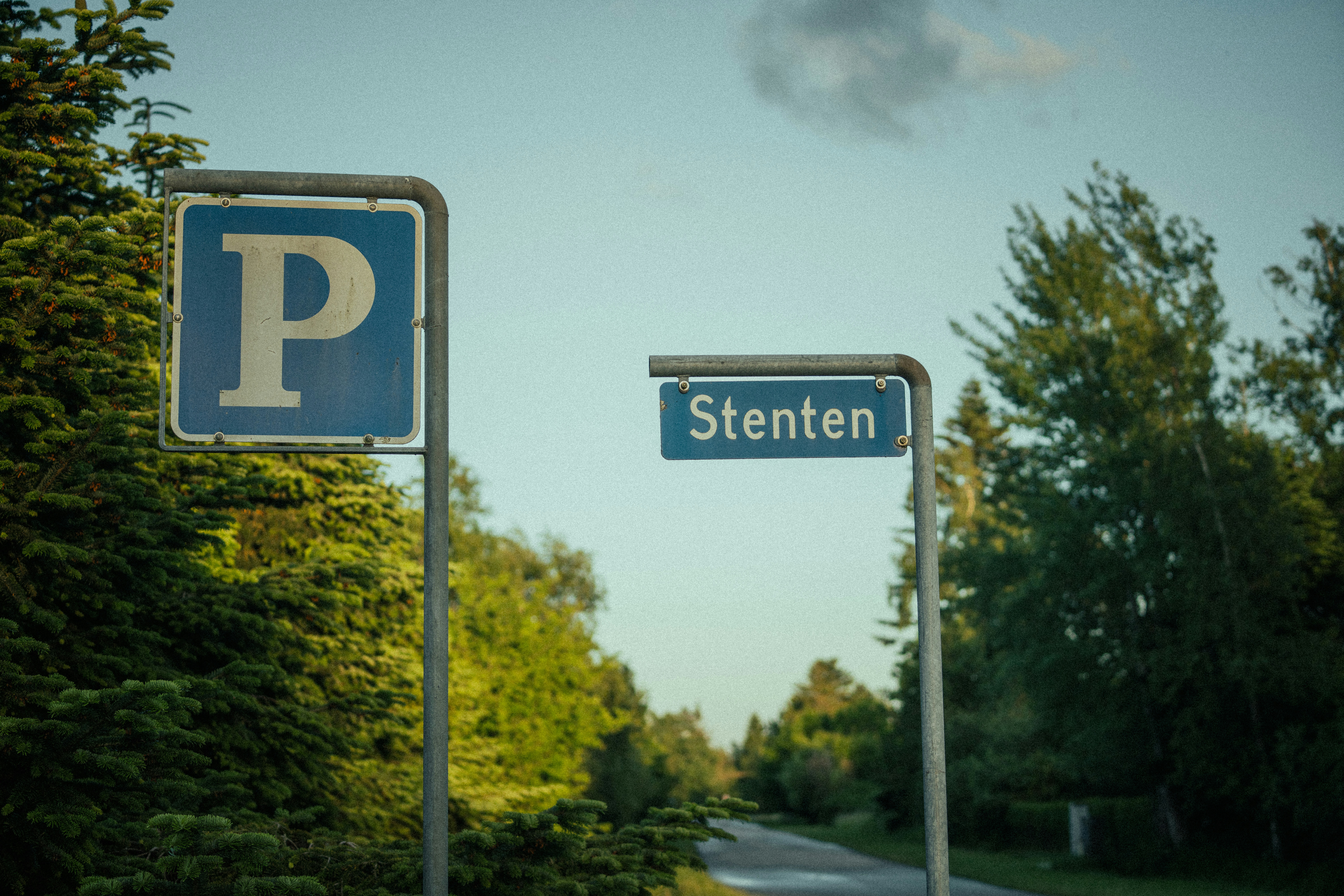 Signpost Alley: Quiet Street Beneath a Park of Pines