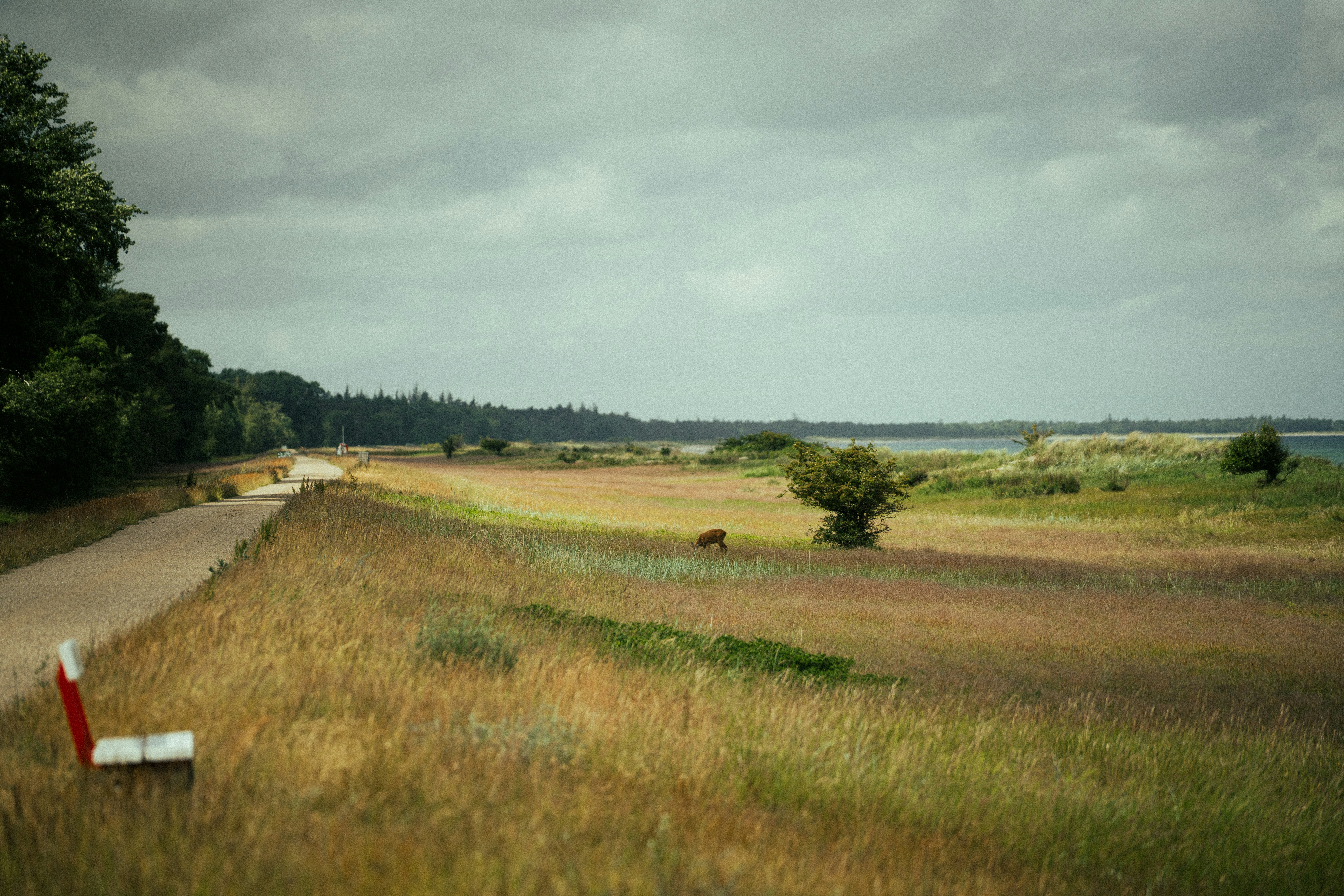 Open Field Along a Quiet Dike Under Soft Skies