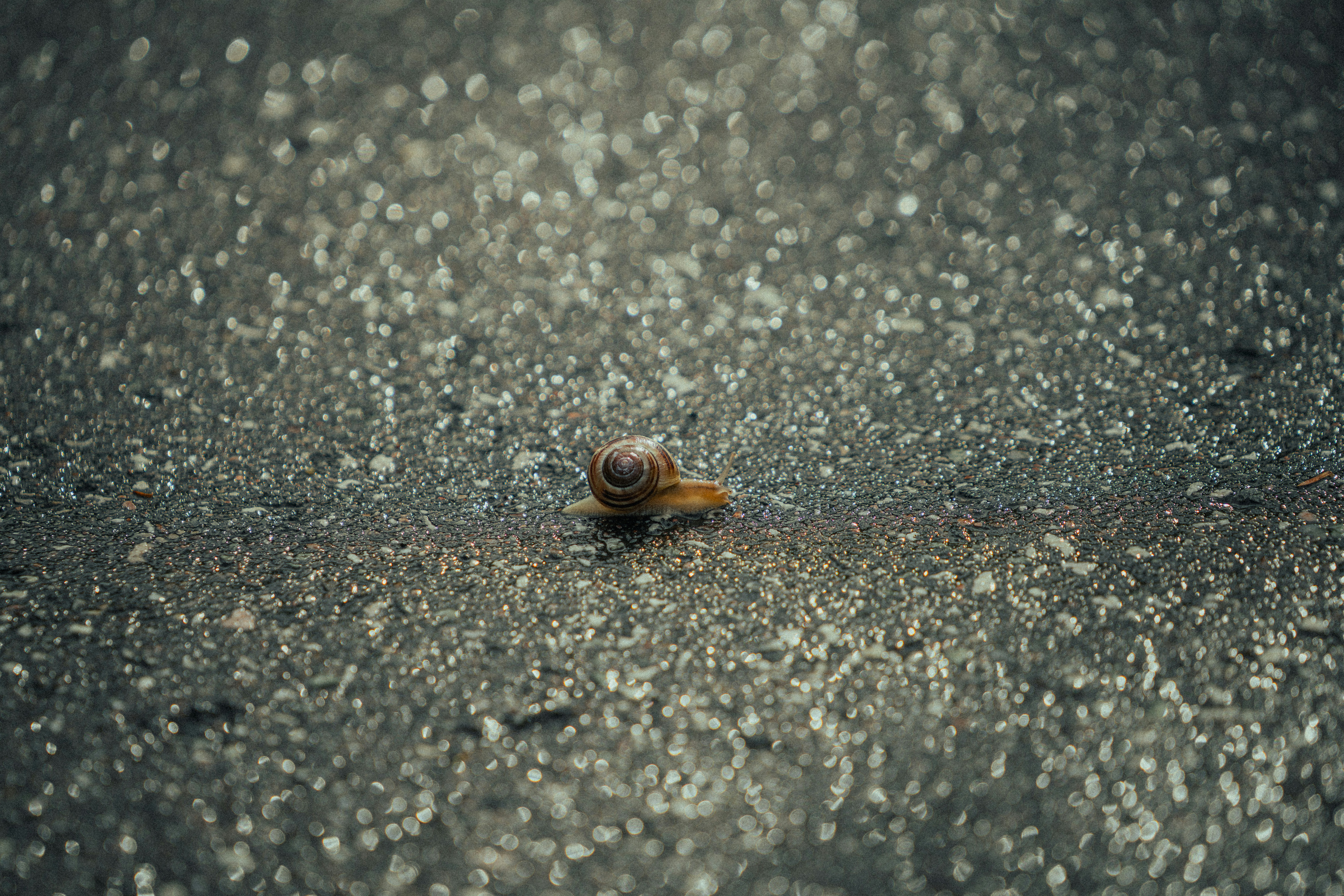 Tiny snail on a gritty stage: a quiet moment in asphalt