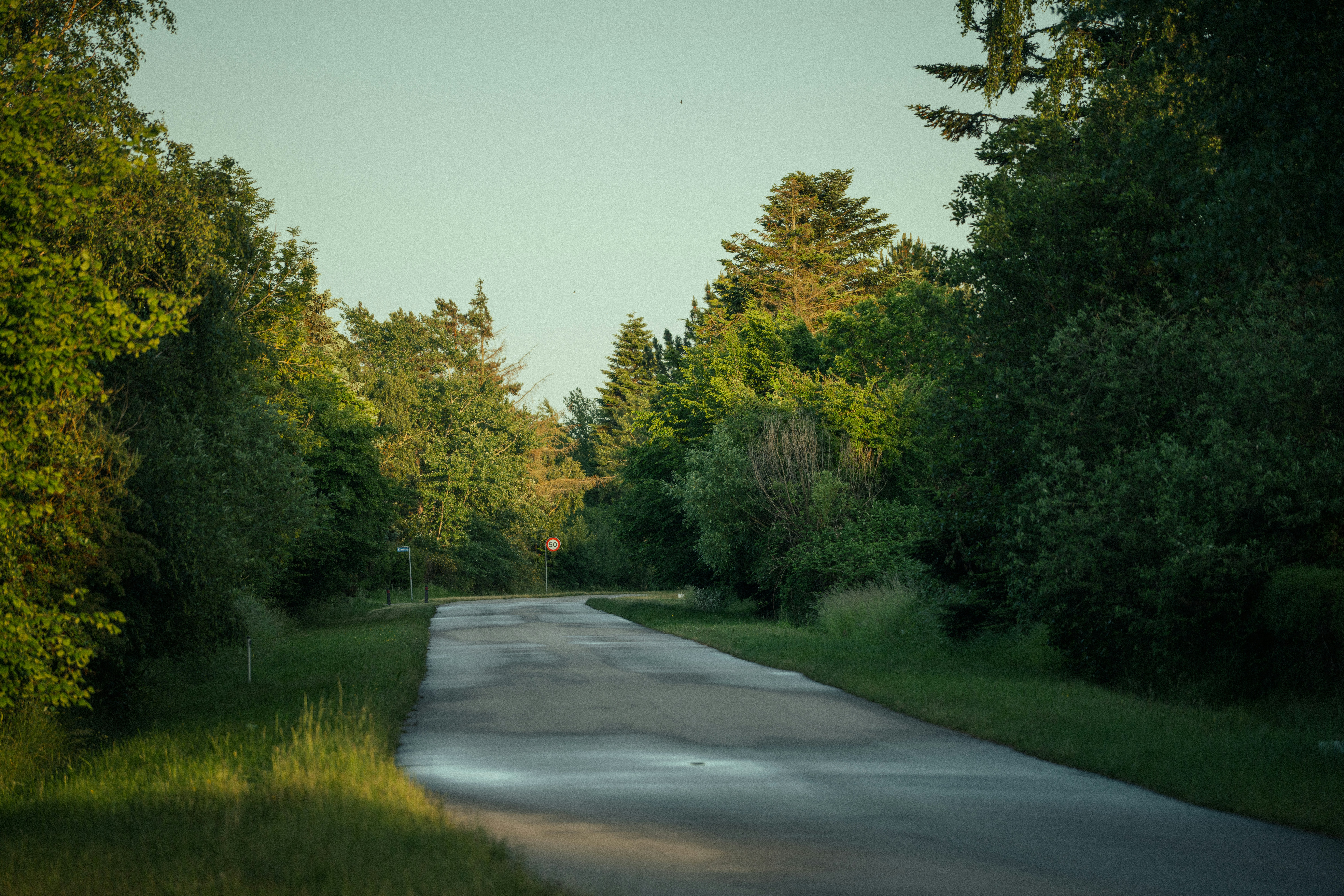 Quiet Crescent: A Tree-Canopied Road Ahead