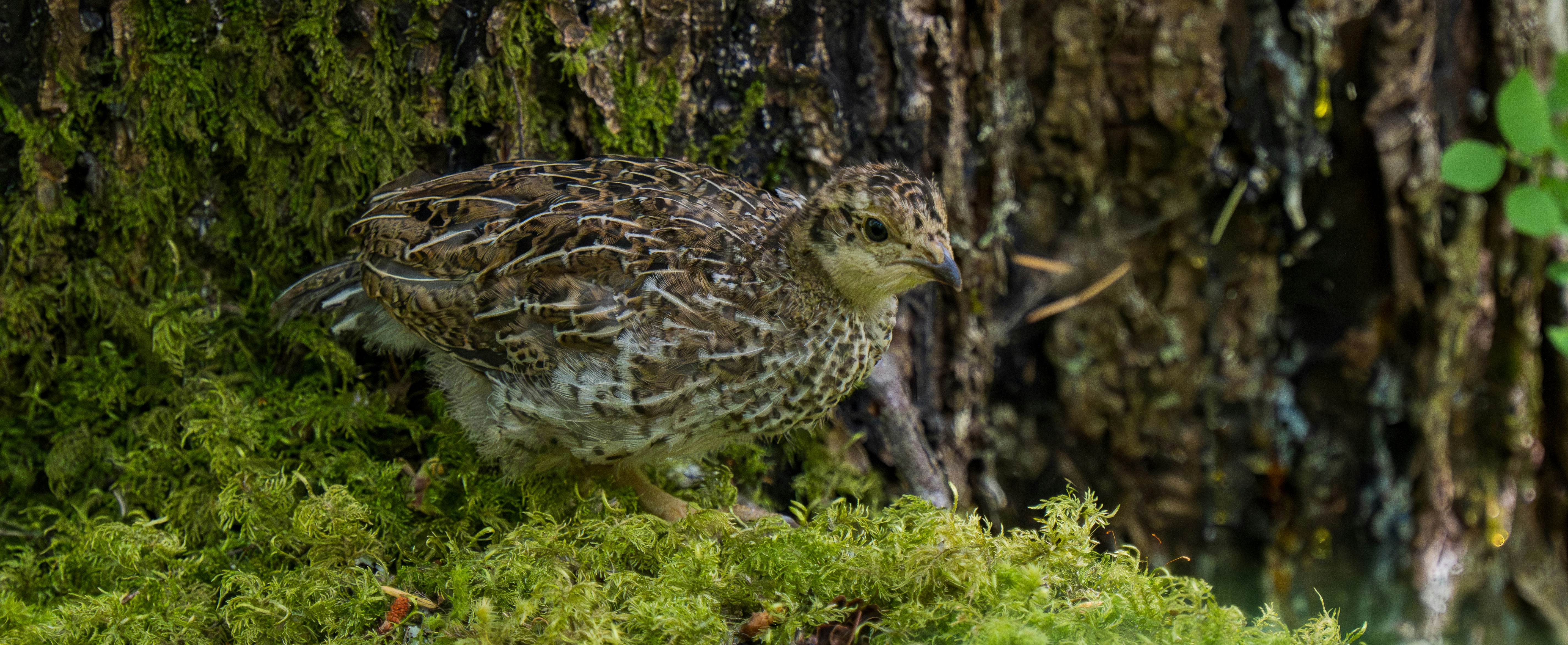 Camouflaged Forager: A Wren in Moss and Bark
