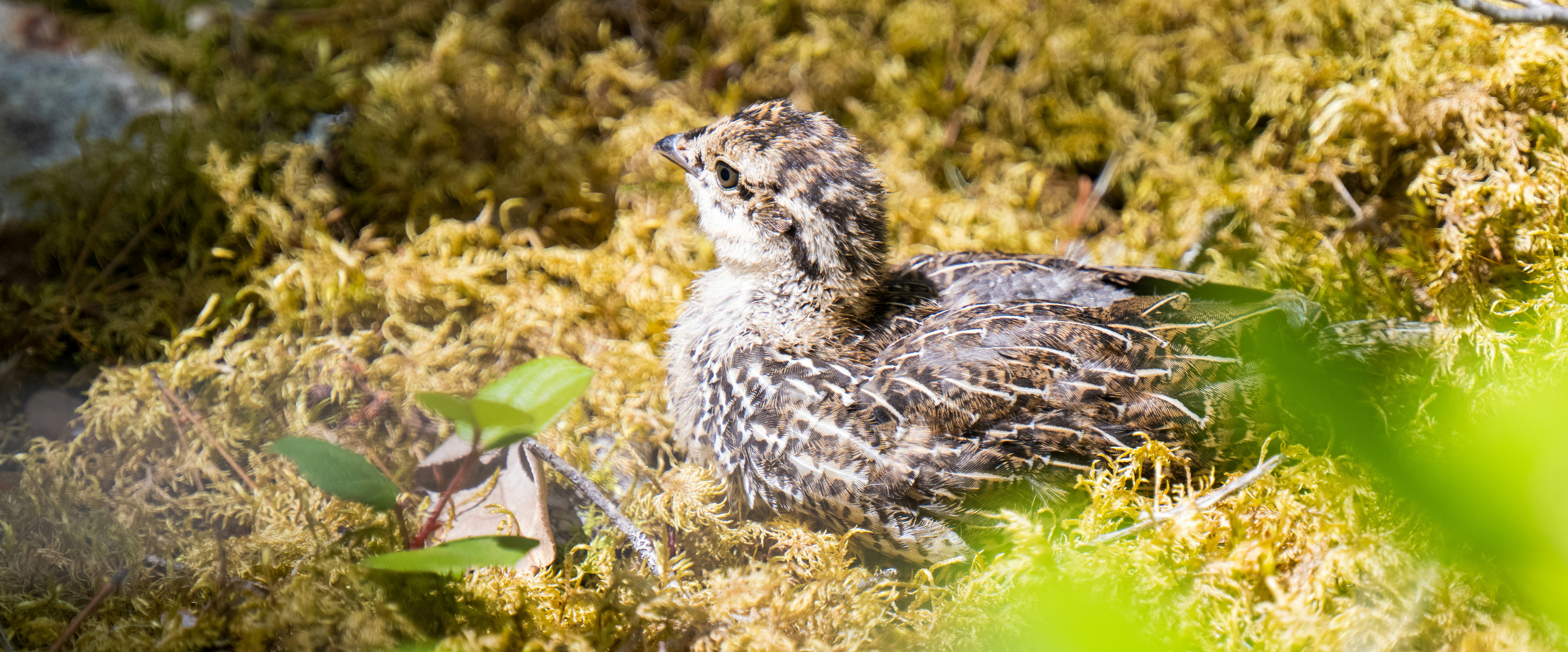 Grounded Harbinger: A Short-Tailed Bird in Mossy Dappled Light