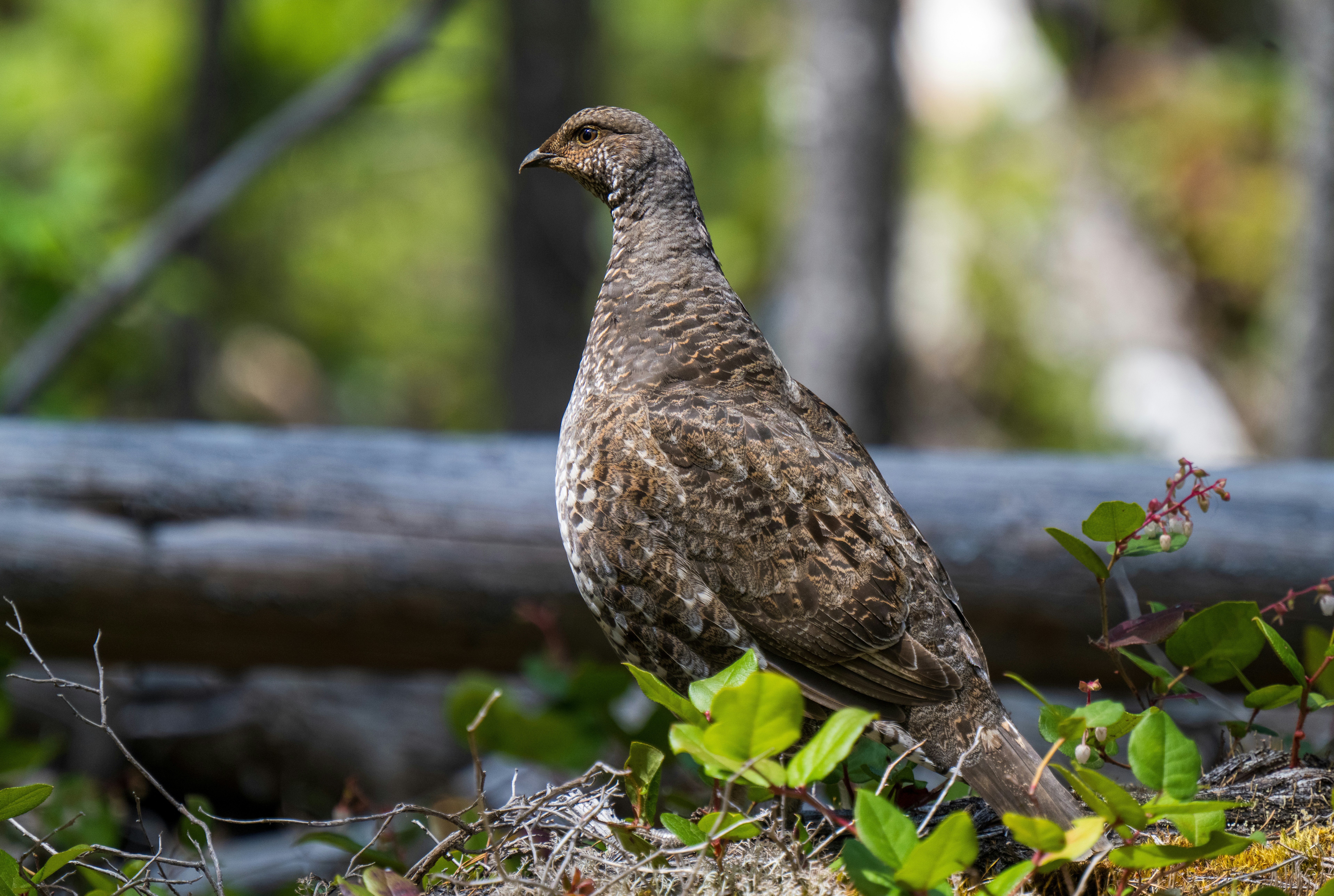 Grounded Sentinel: A Wild Hen Standing Amid Greenery