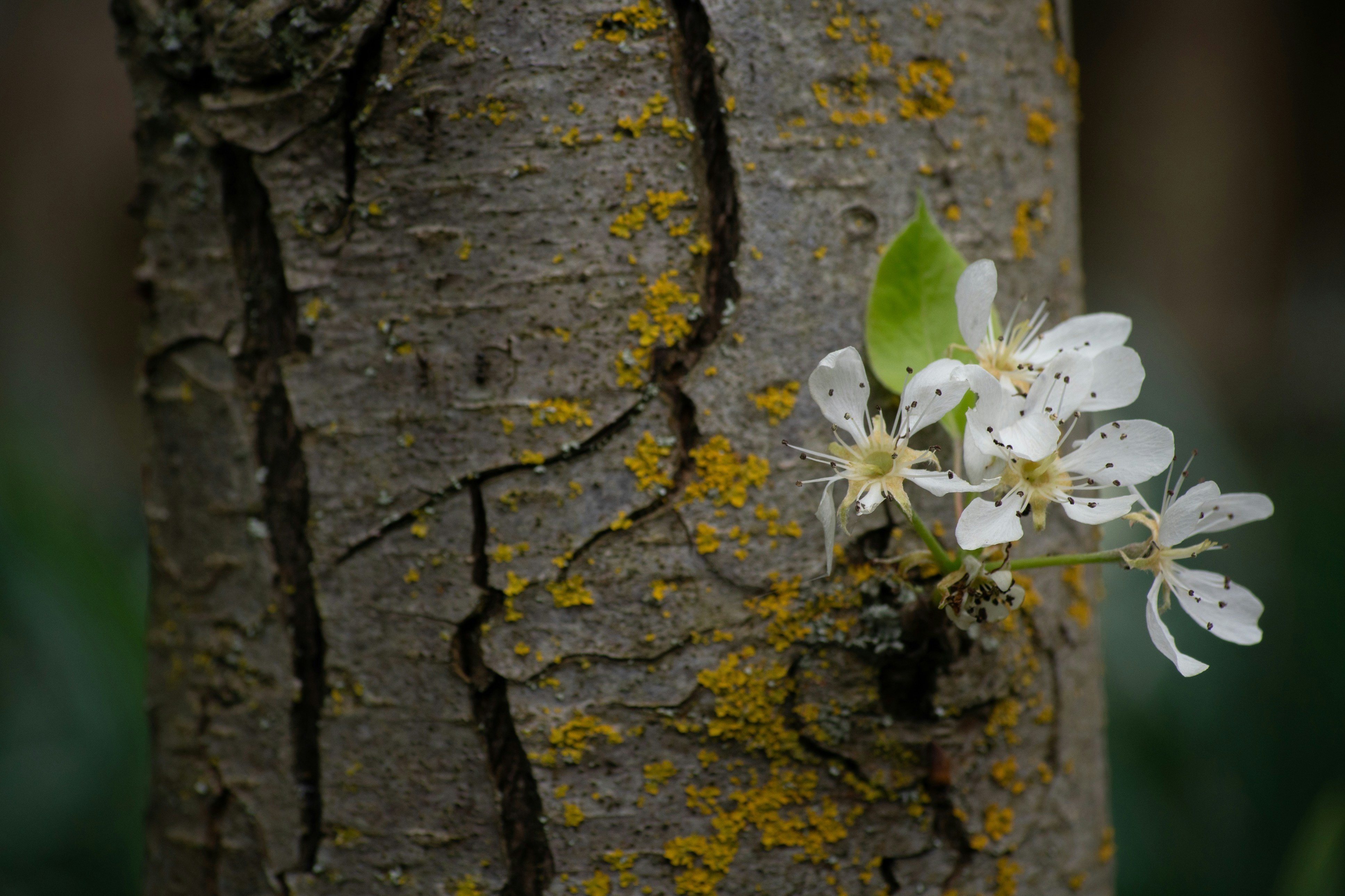 White blossoms emerge from the side of a moss-dusted trunk