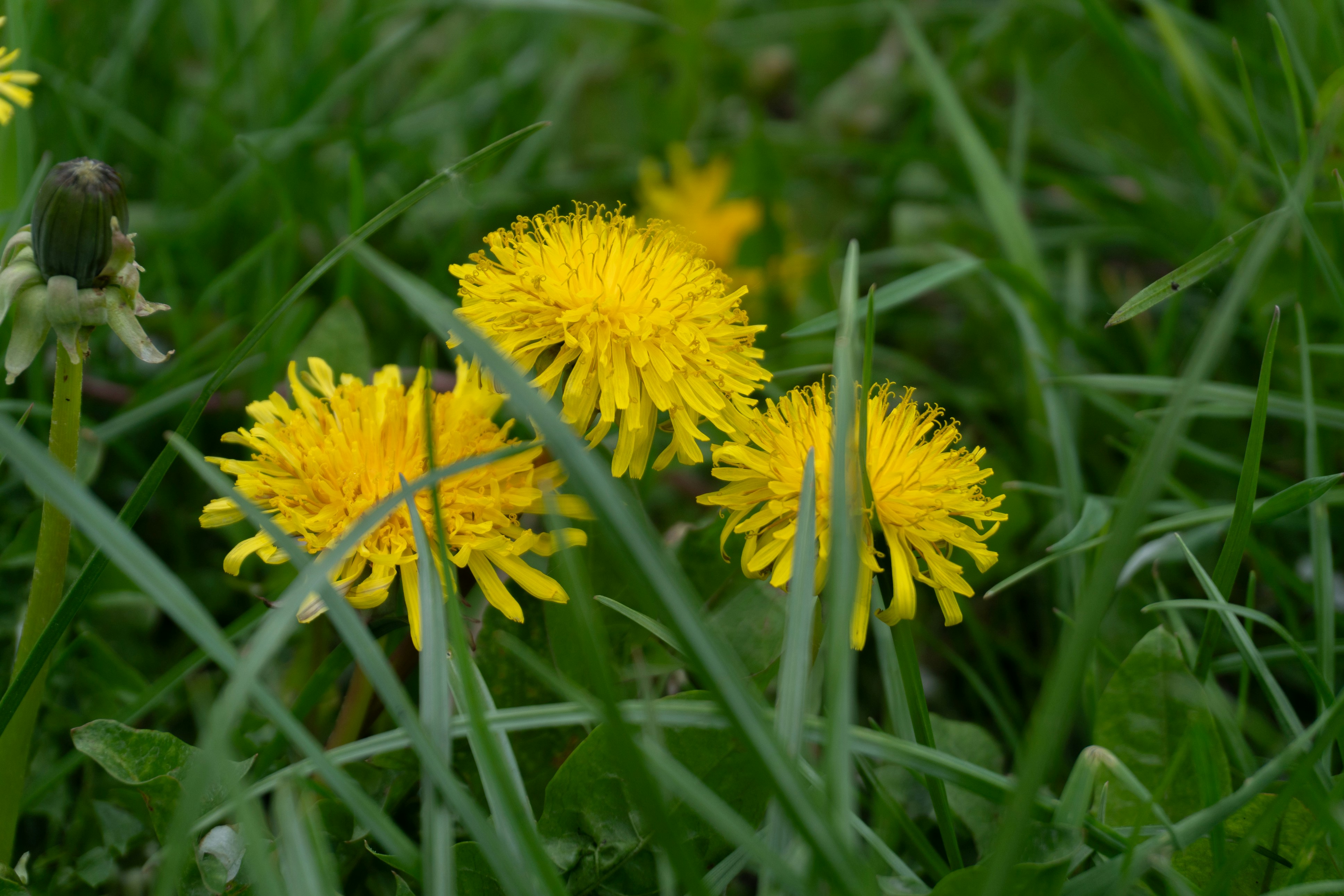 Sunlit Dandelions in a Sea of Grass