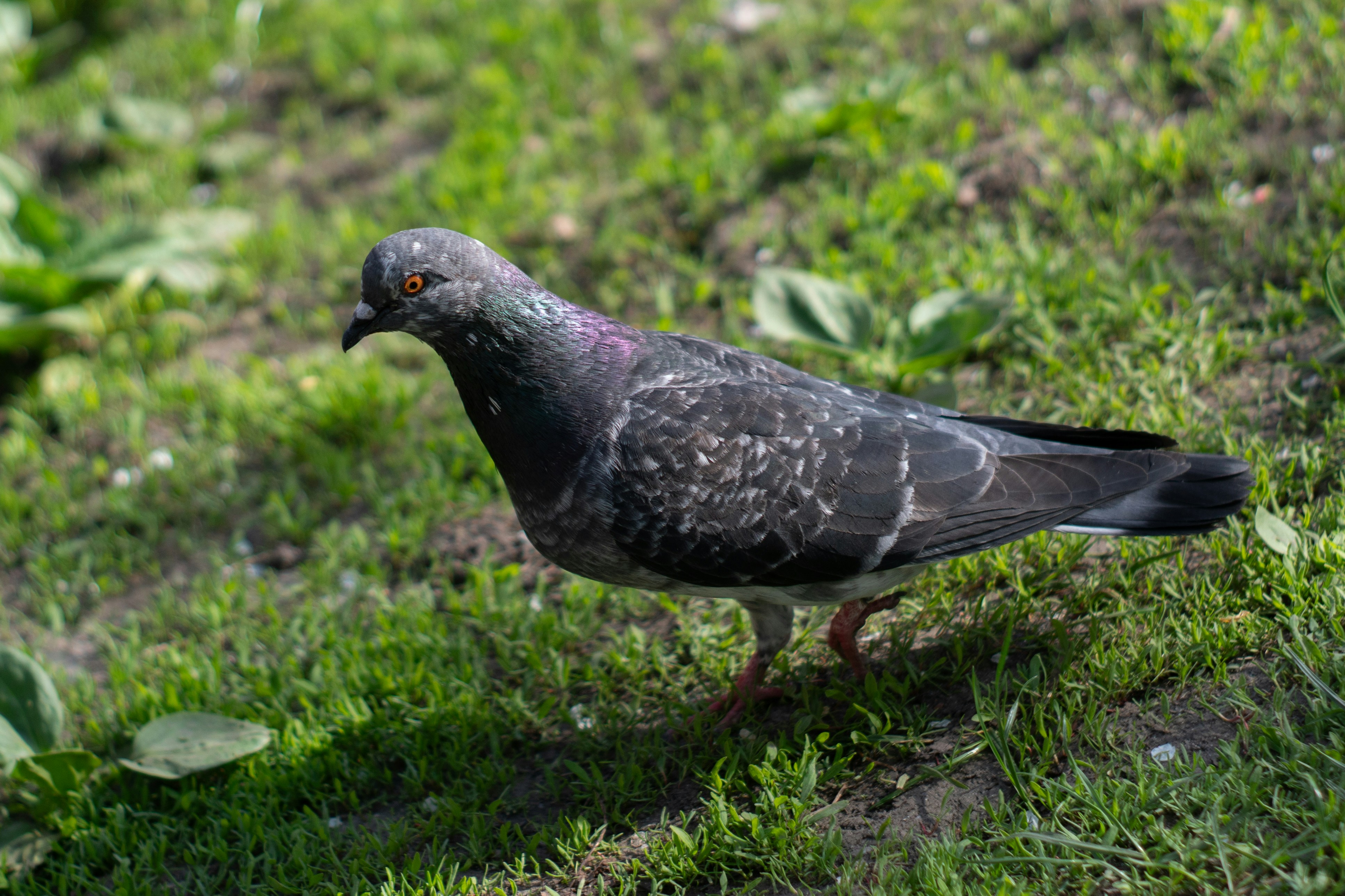 Pigeon walking through grass with sunlight catching iridescent neck feathers in a small urban patch.