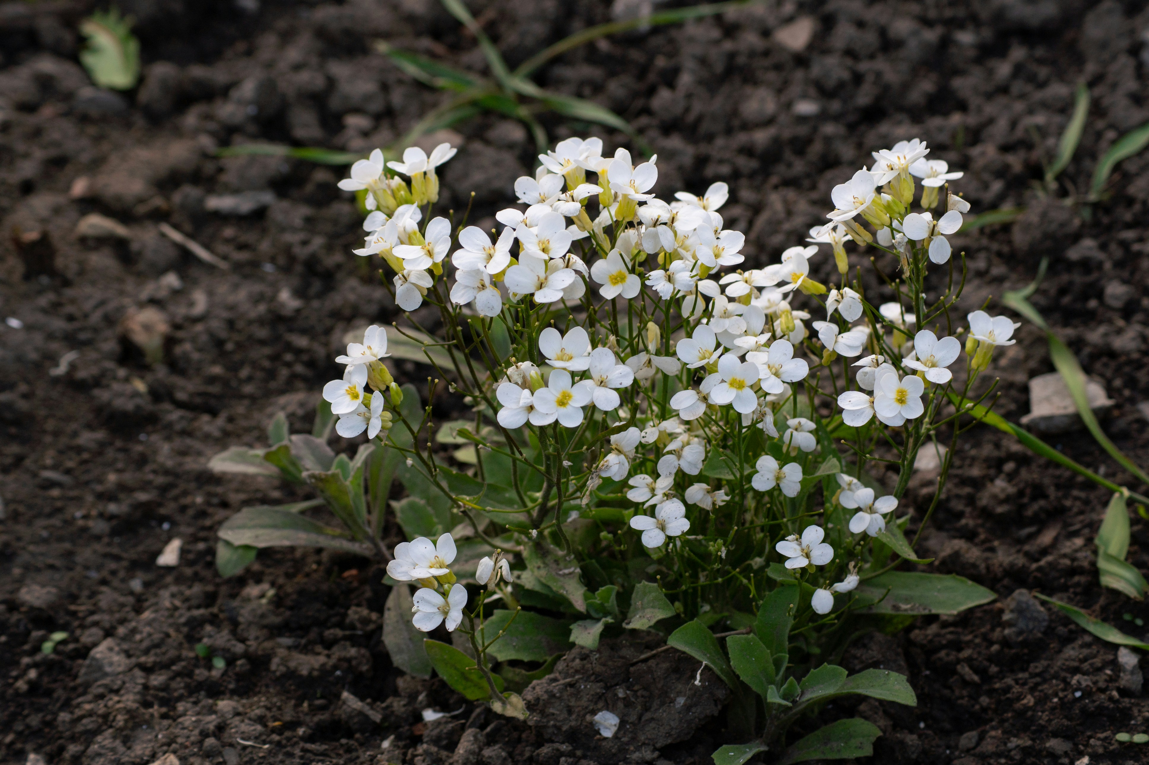 White-flowered sprout in rich garden soil
