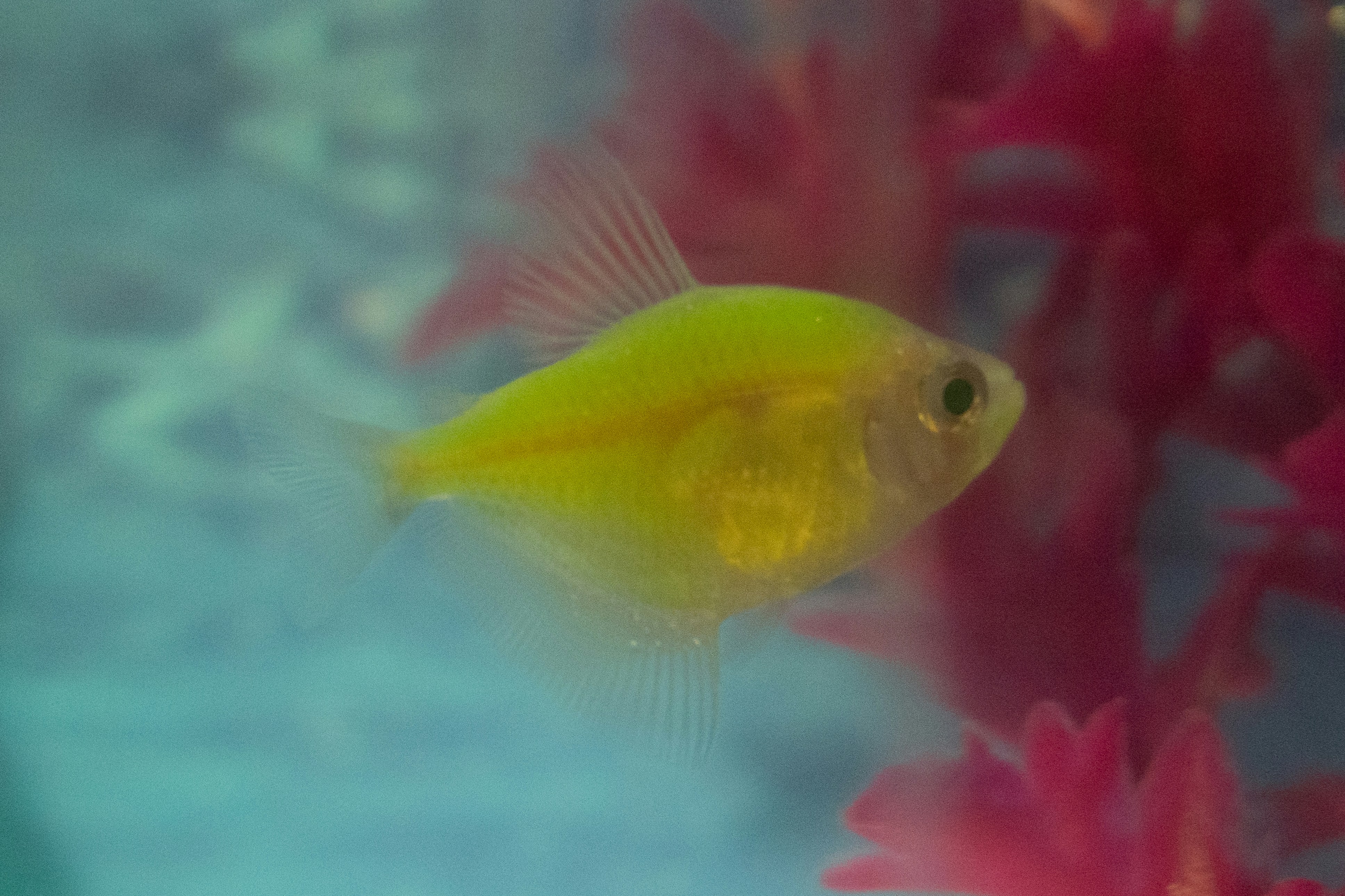 Golden Betta among Neon Reef Tones