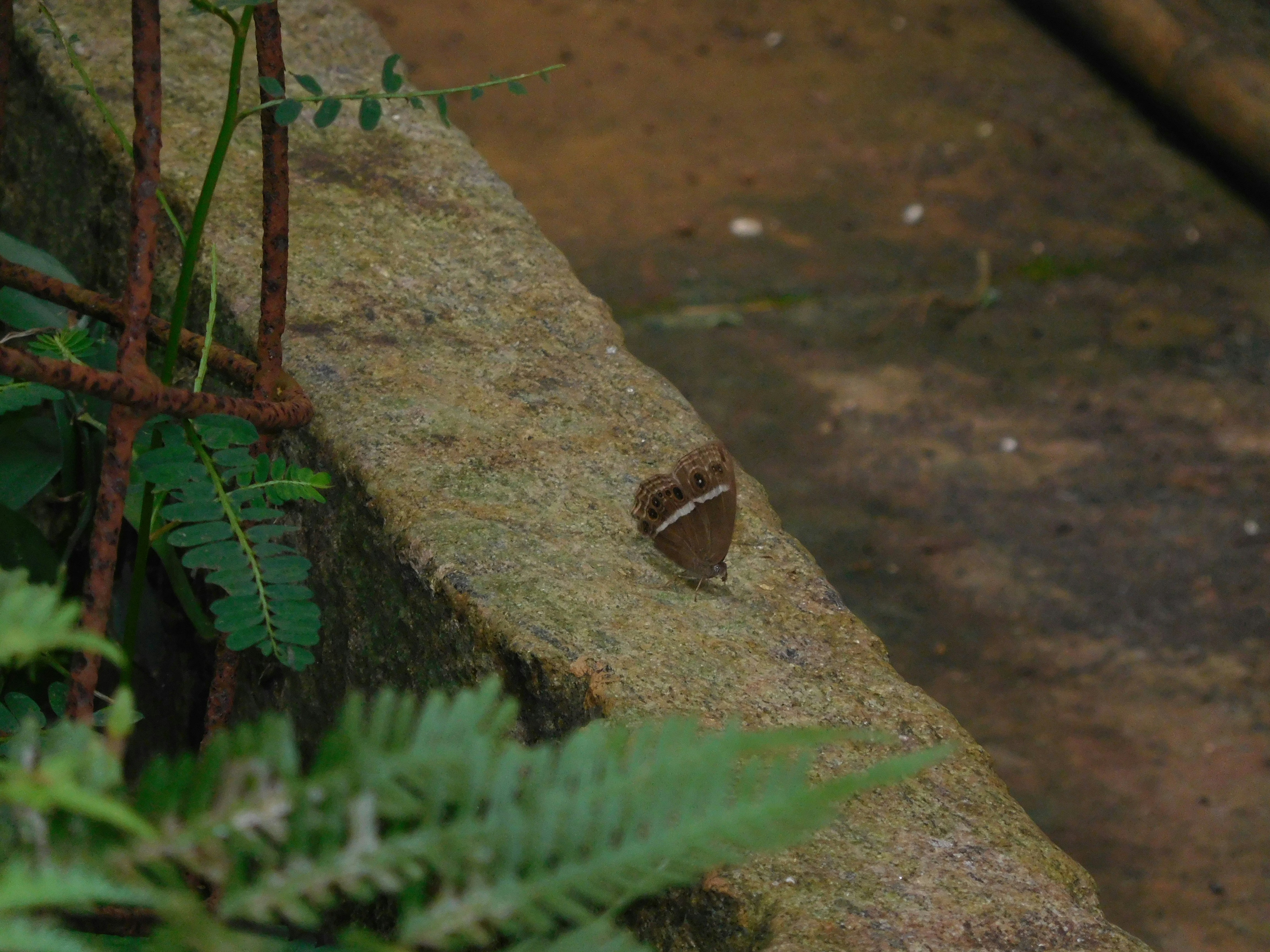 Macro-like detail of a small snail perched on a mossy concrete ledge beside a shallow stream; the scene emphasizes texture, natural color, and stillness.