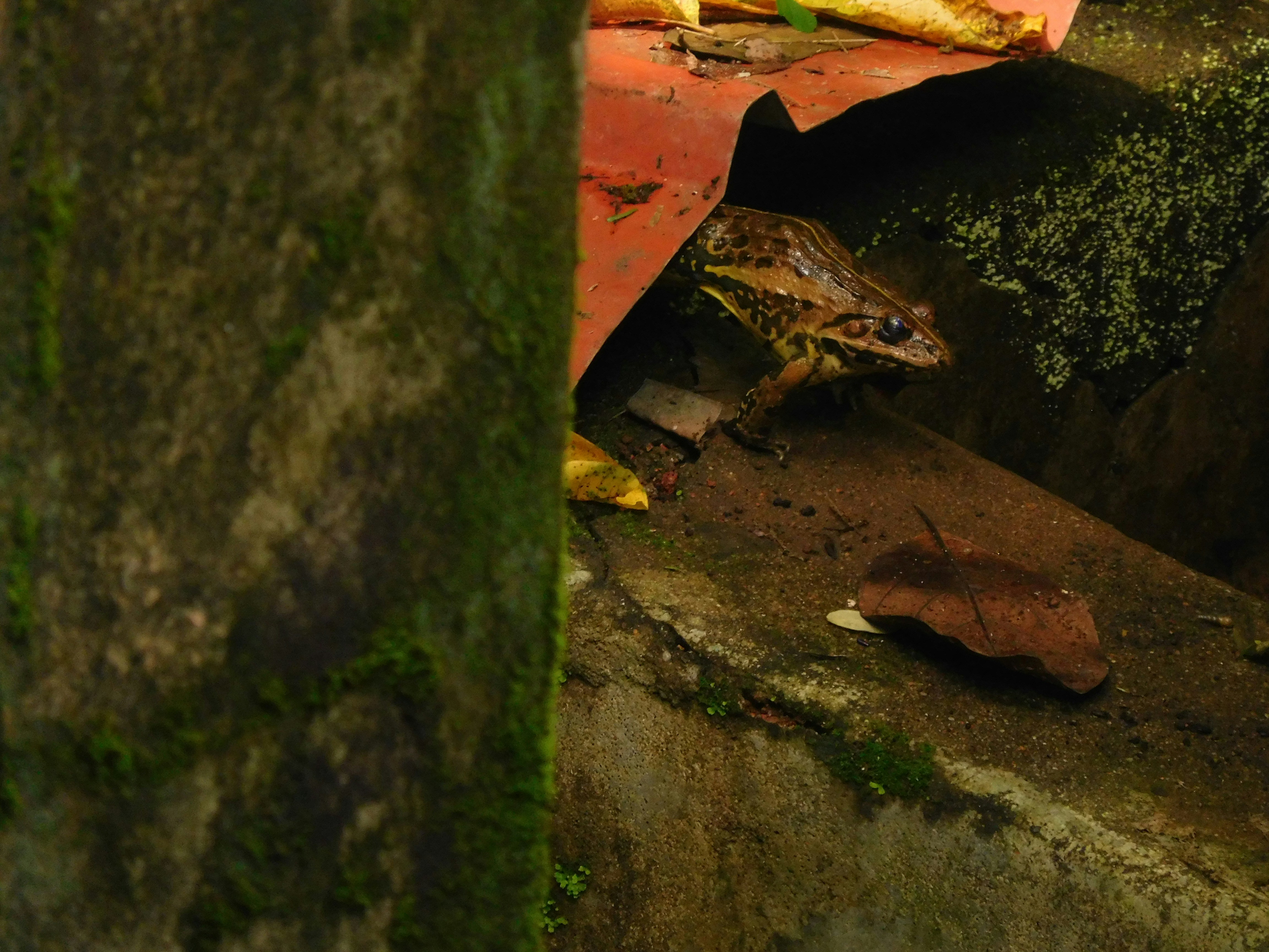 Hidden Amphibian on Mossy Concrete Between Shadows