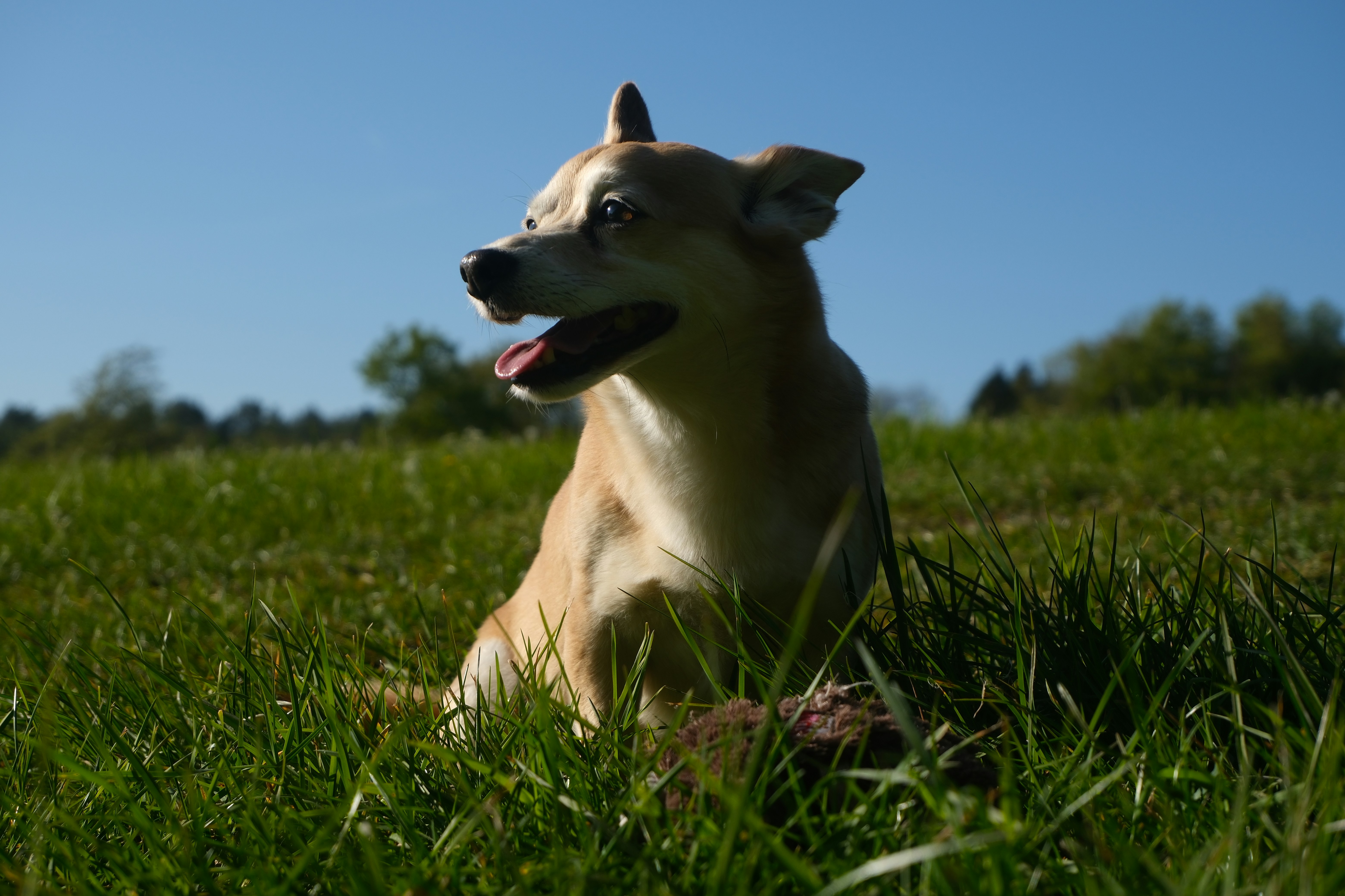 Golden-brown dog rests in sunlit grass in a park, with blue sky above and distant trees in the background. An outdoor candid featuring a friendly canine.