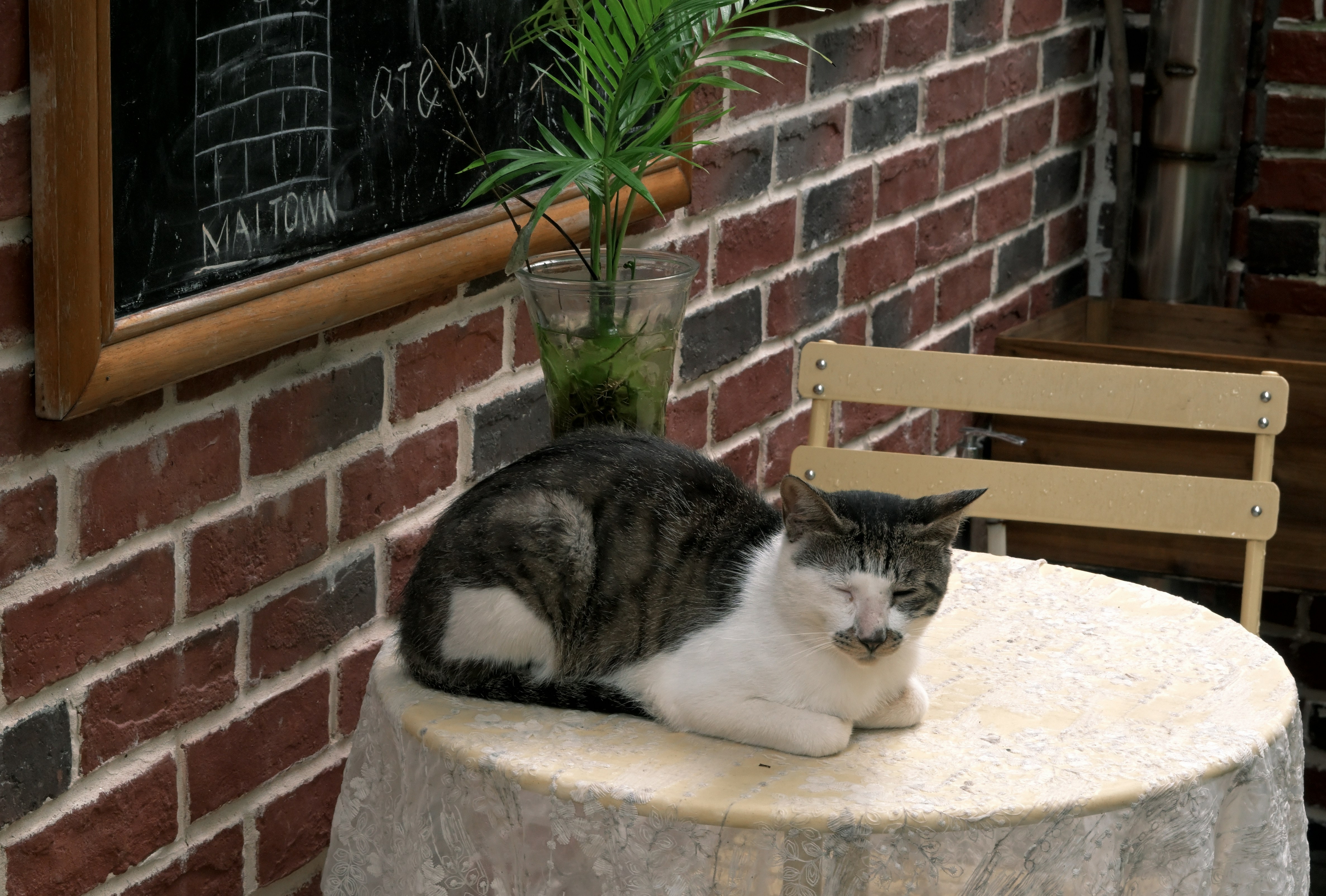 Cat Soaking Up Afternoon Light on a Weathered Table