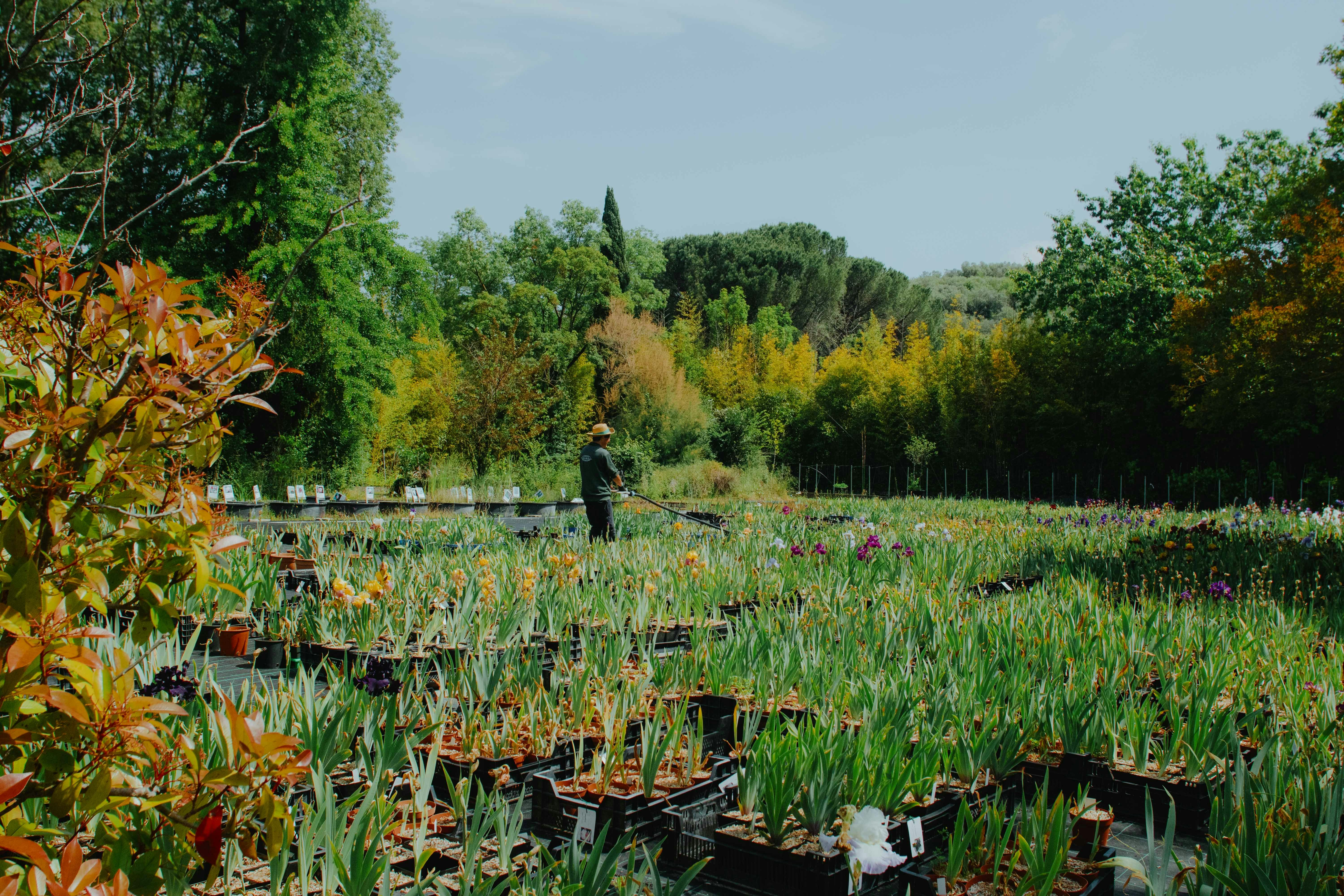 In the Nurseries of Spring: A Gardener Weaves Between Rows of Iris and Lavender