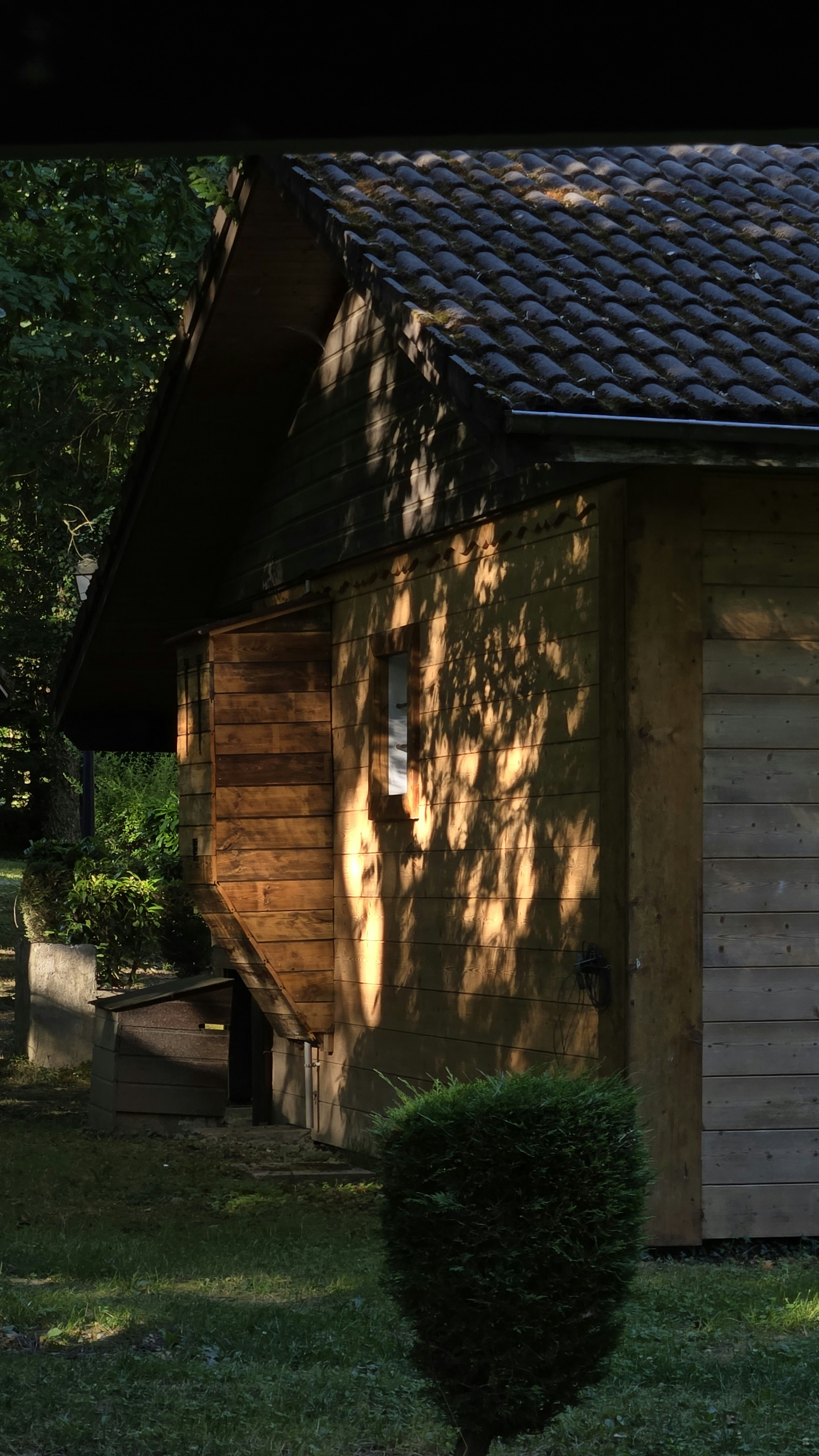 Sunlit Cabin Face in Shadowed Forest