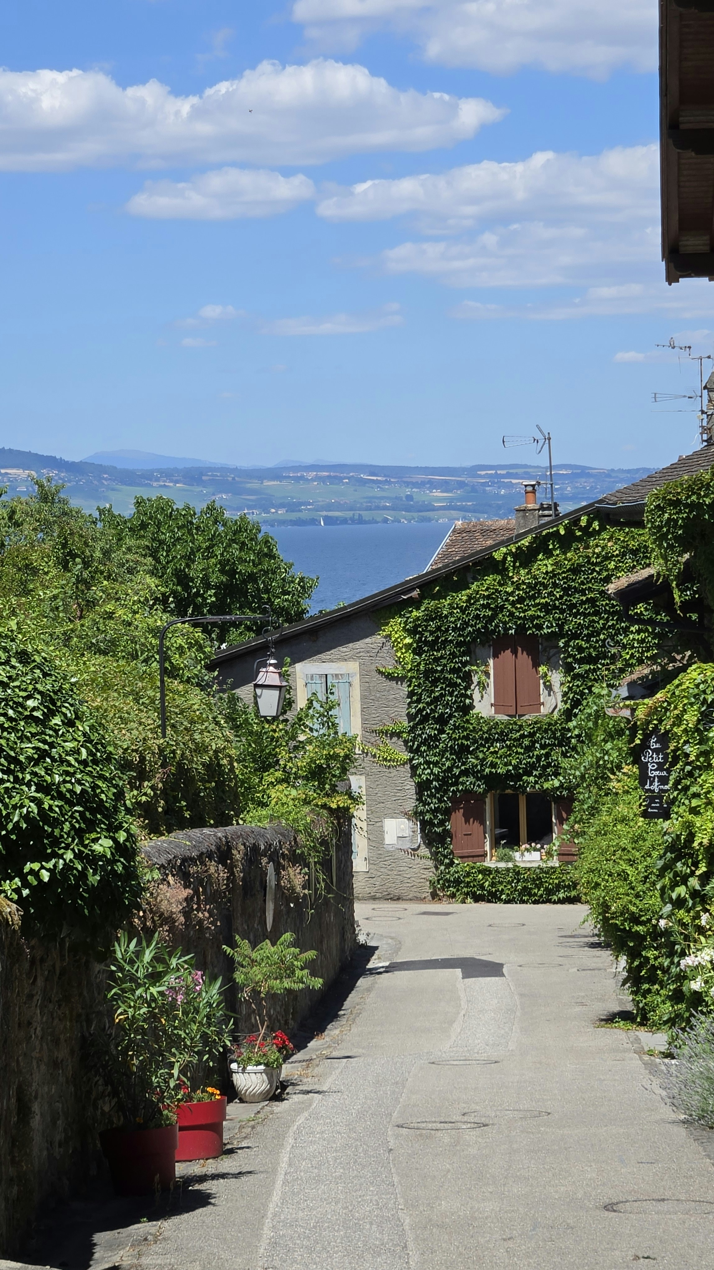 Ivy-clad lane toward blue horizon
