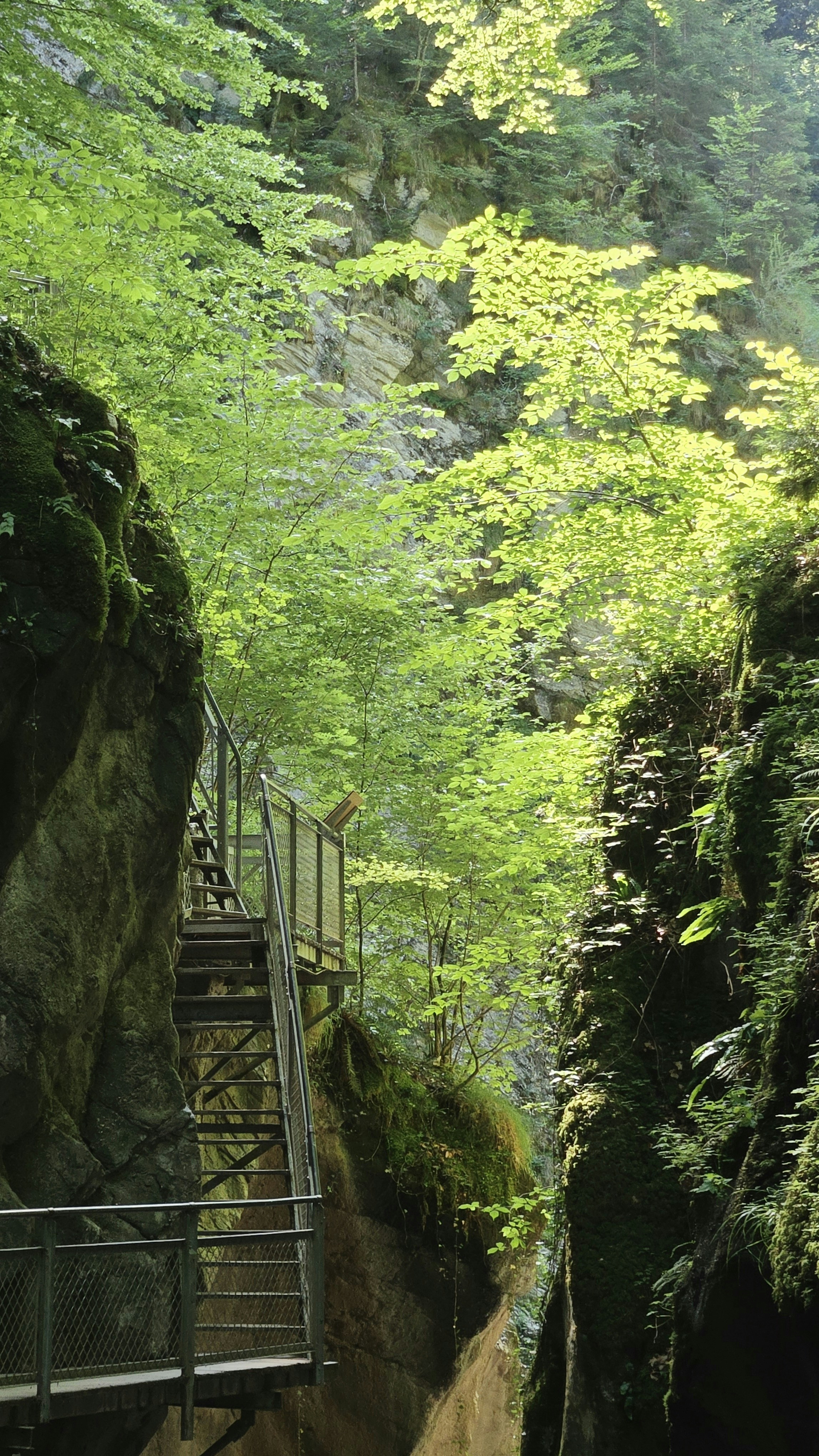 Sunlit Path Through a Mossy Gorge