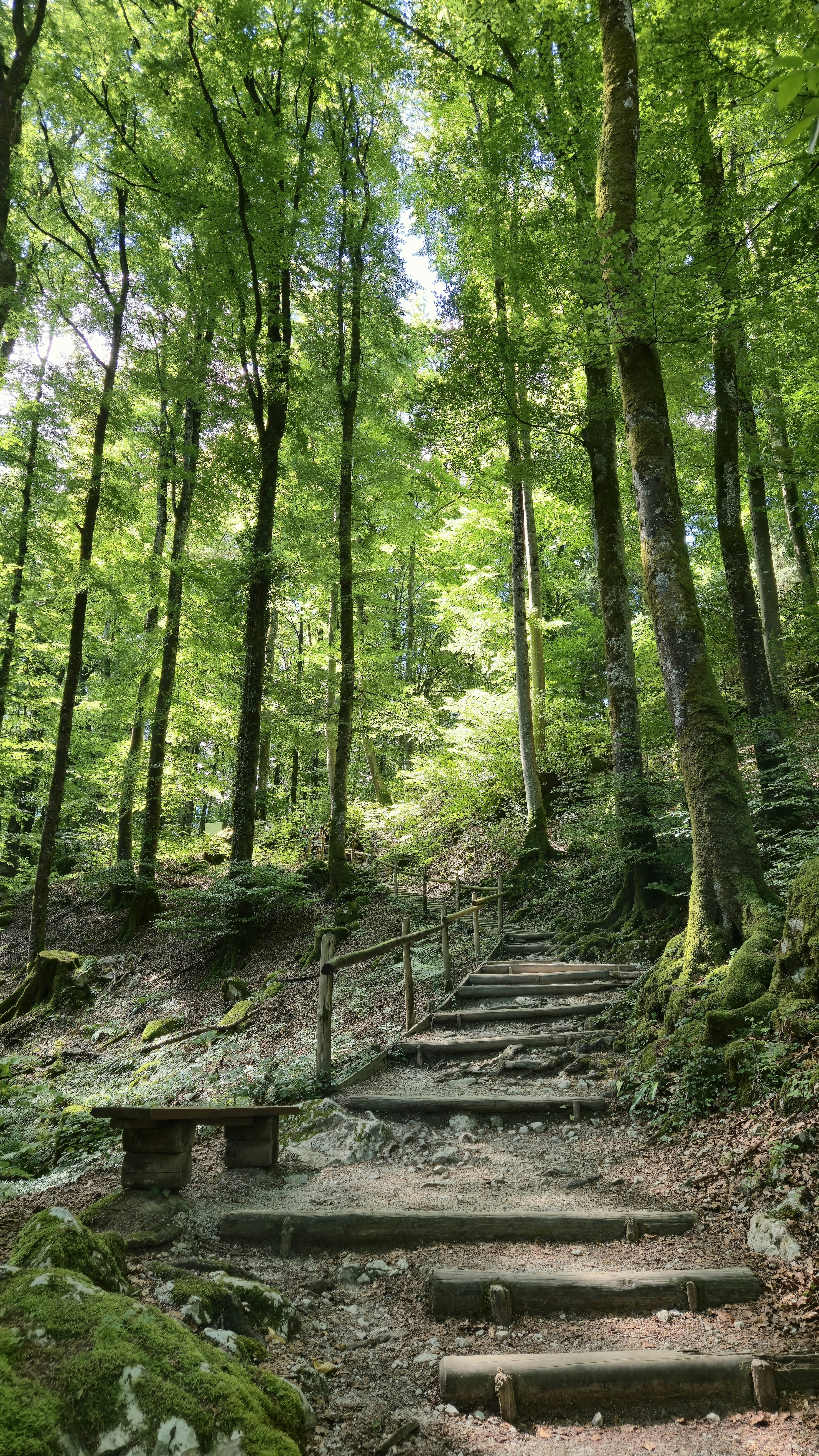 Forest Staircase to Light
