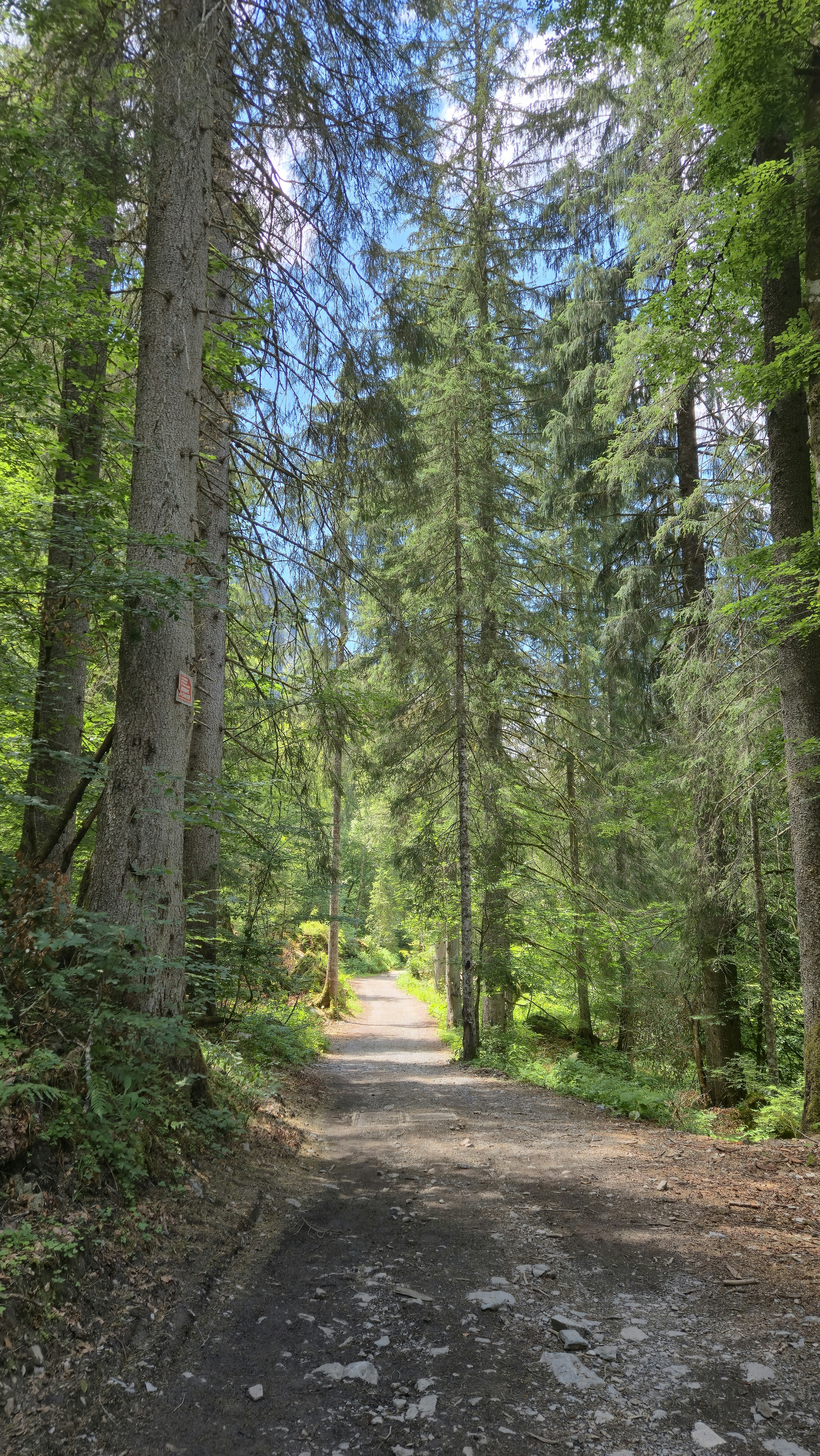 A winding dirt path through a sunlit, dense forest.