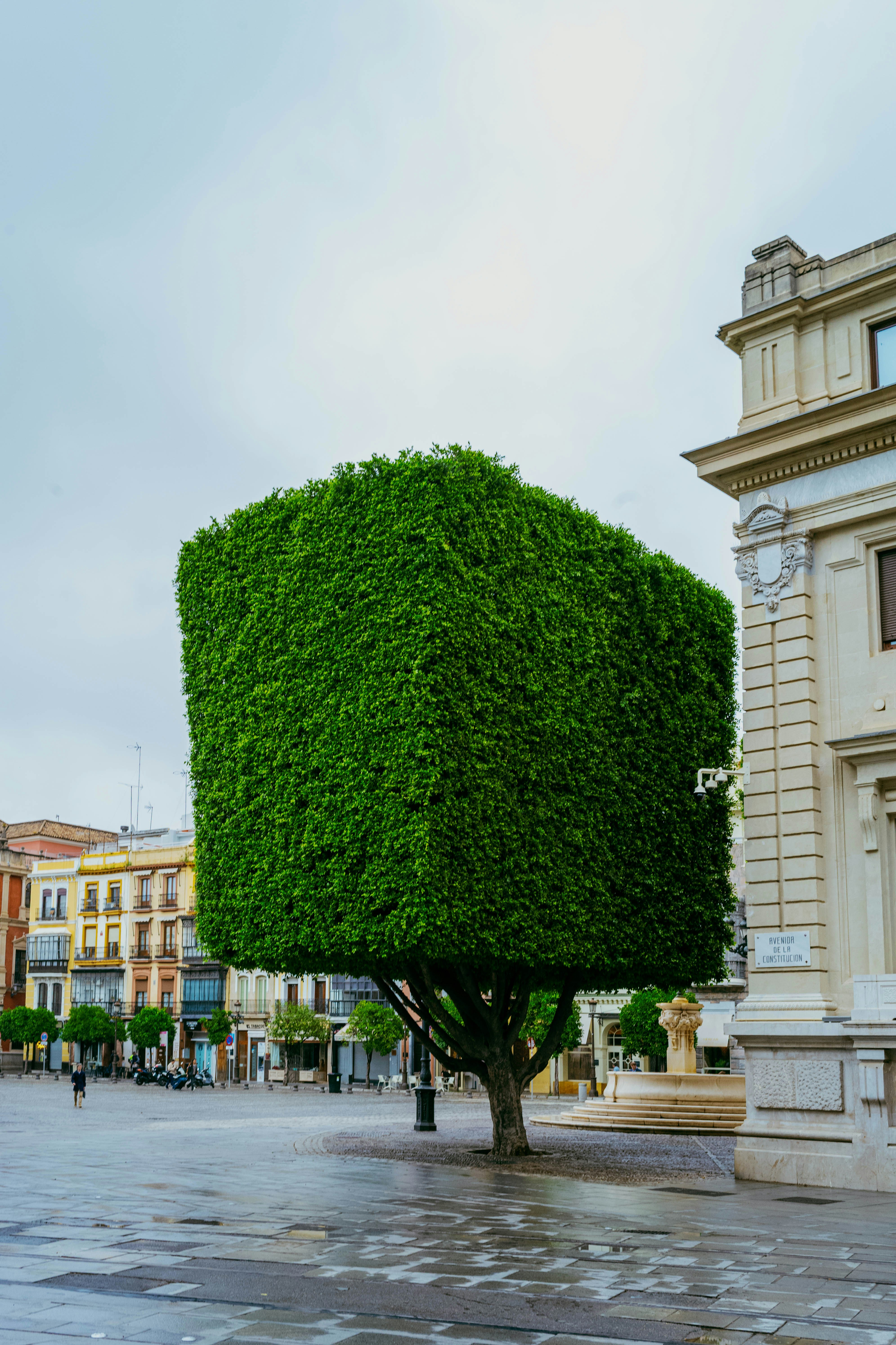 A Pruned Square Sentinel: The Square-Canopied Tree by the Historic Facade