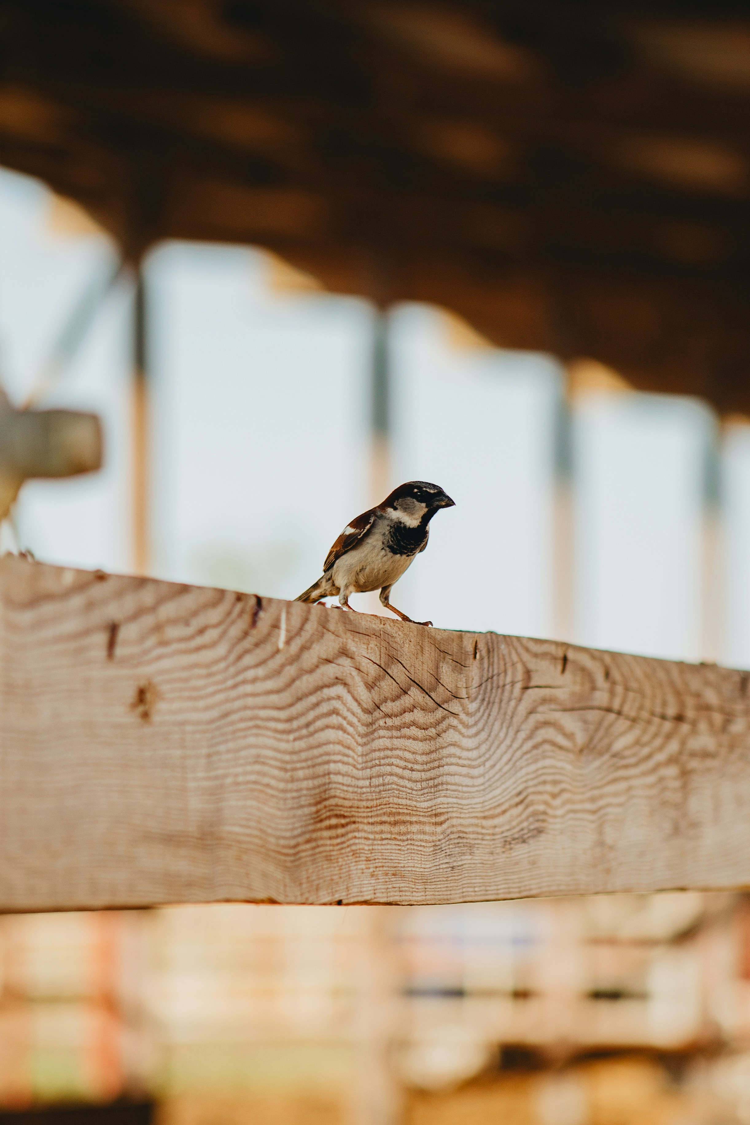Tiny Architect of Perches: A Sparrow on Weathered Timber