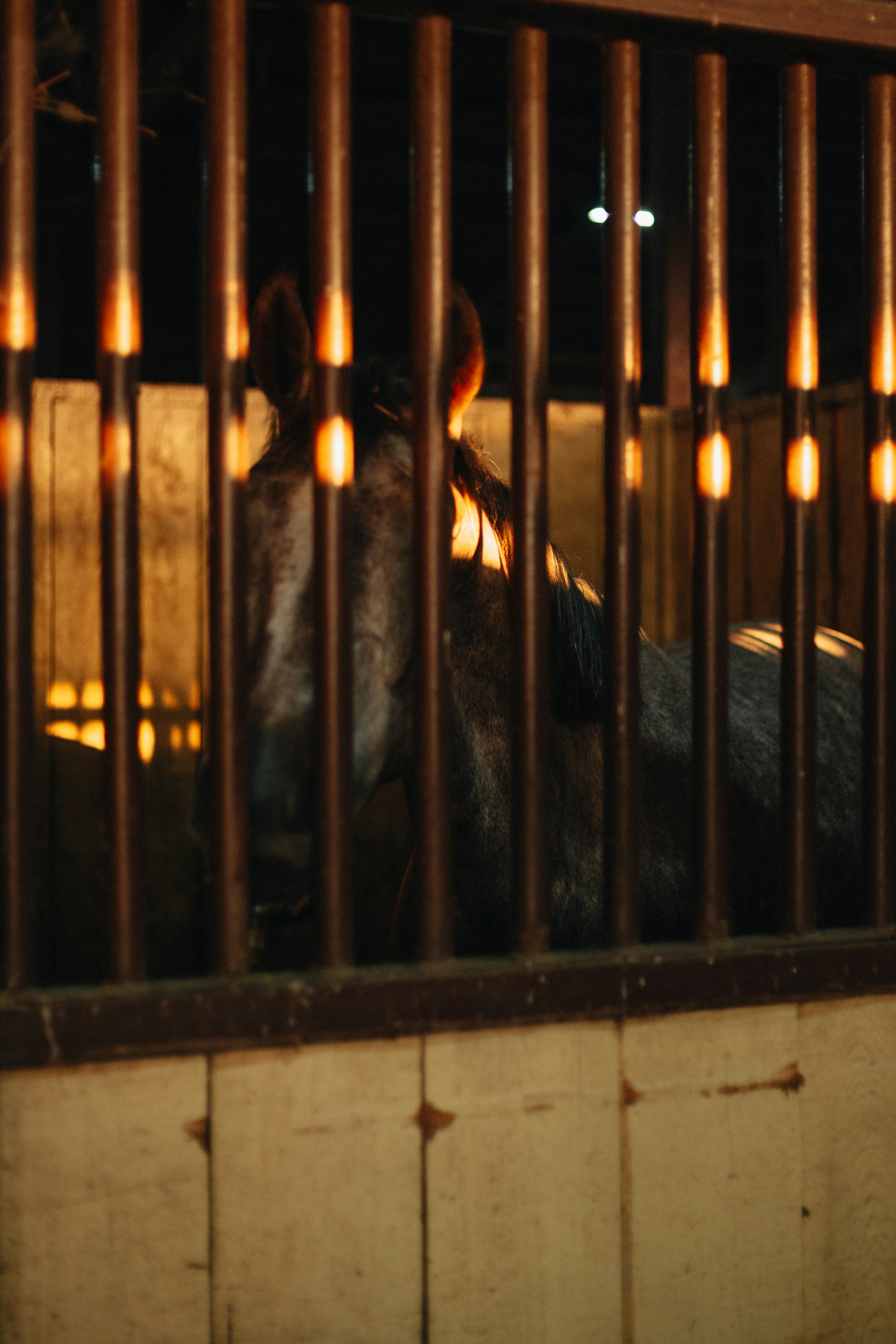 Behind the Bars: A Quiet Gaze Through Rusted Slats
