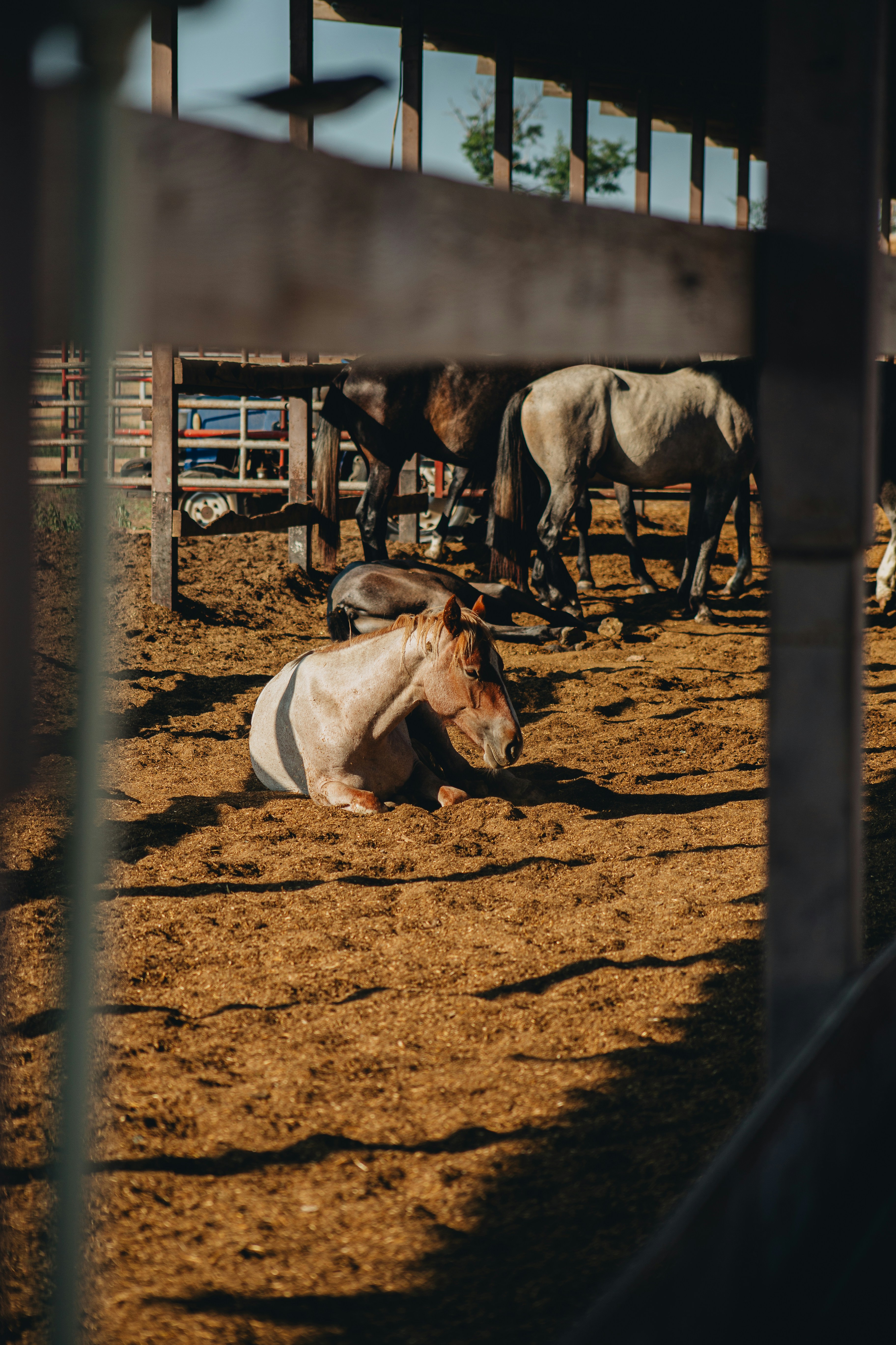 A horse lies in a dusty pen with other horses.