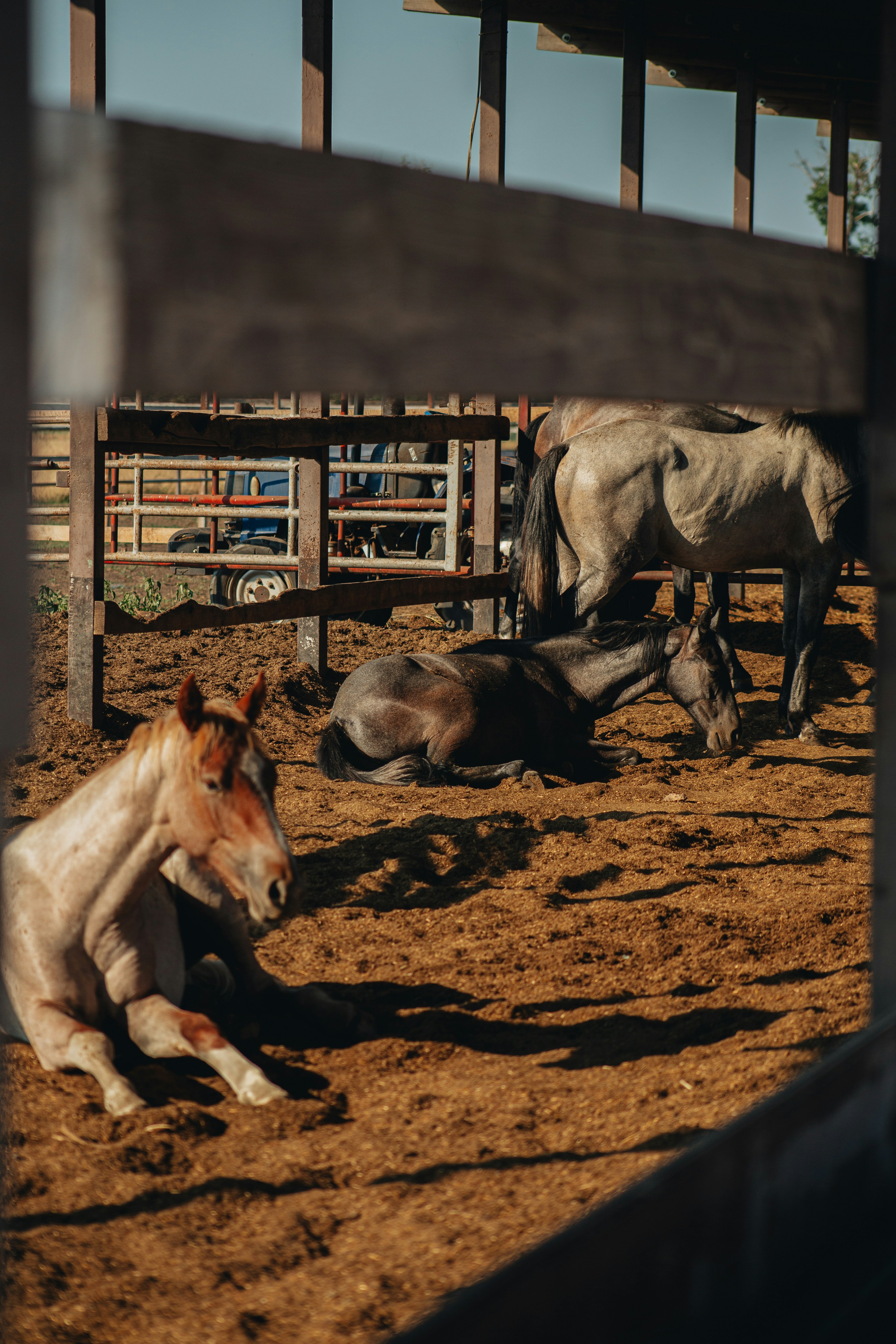 A light foal rests on dusty ground inside a sunlit corral, with other horses seen in the background behind wooden fencing. A calm, intimate moment in a working stable. (Logo detection: none, illustration: none)