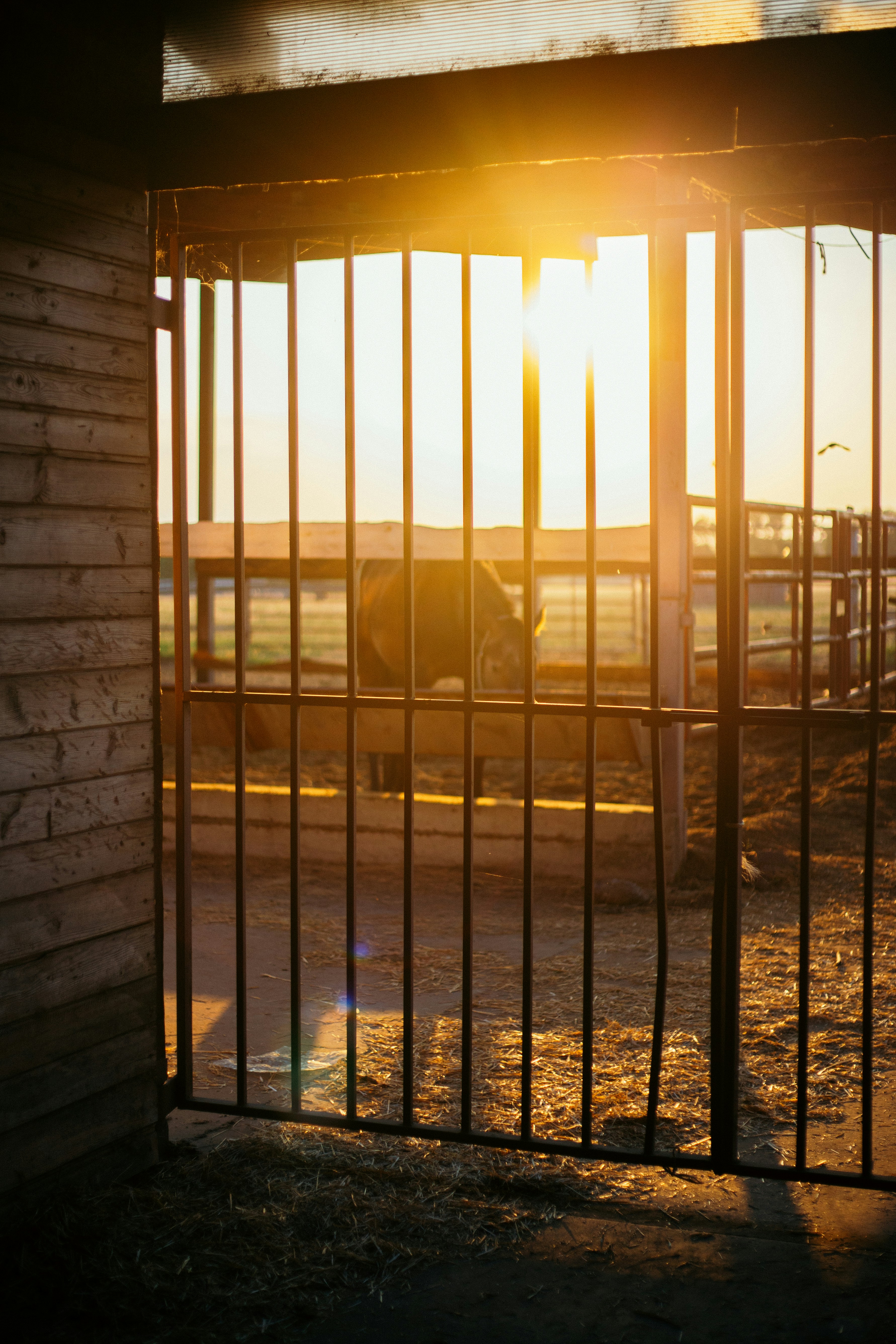 Sunlit Farmyard Gate: Warm Echoes Through Slatted Bars