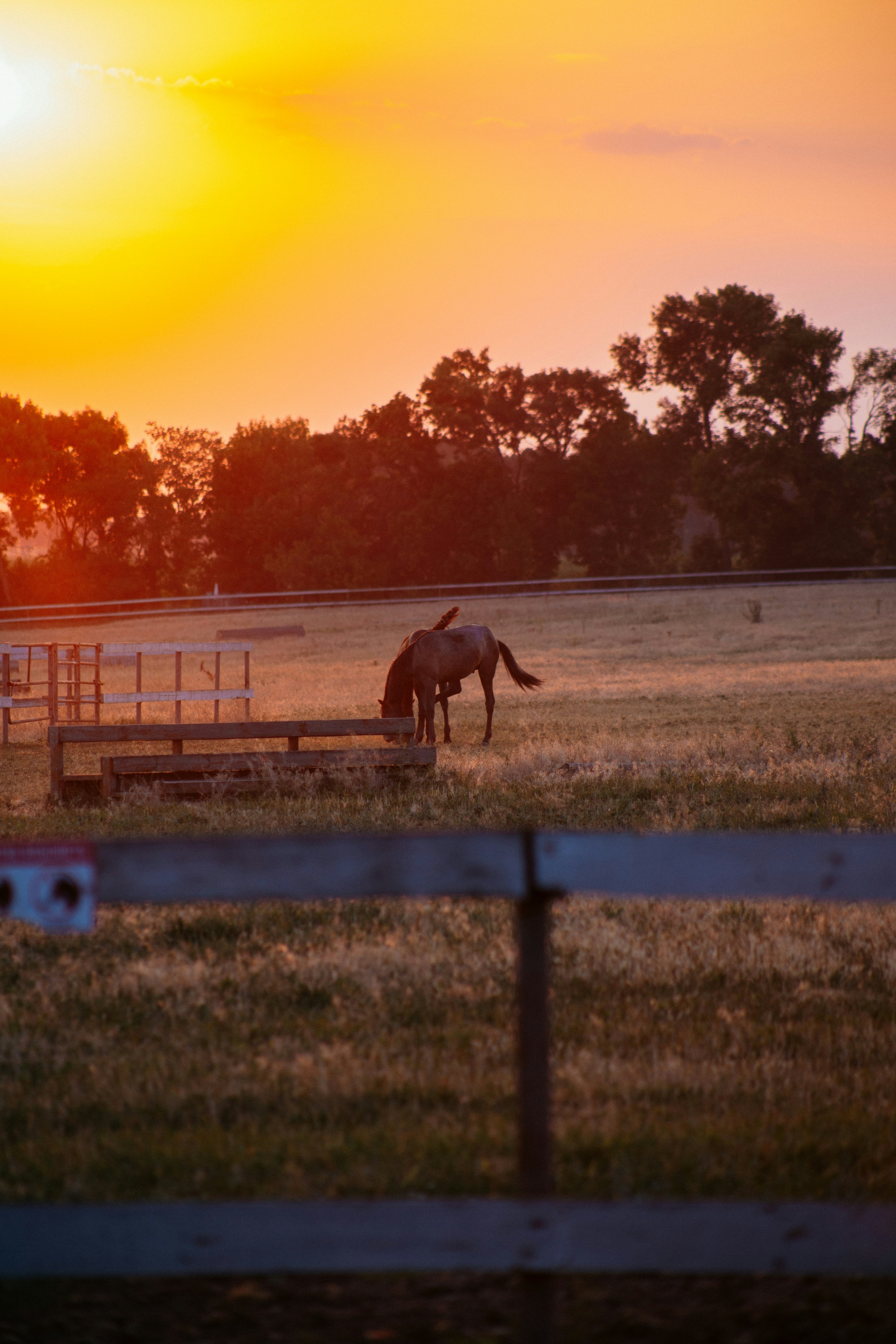 Sunset Stallion at the Fence