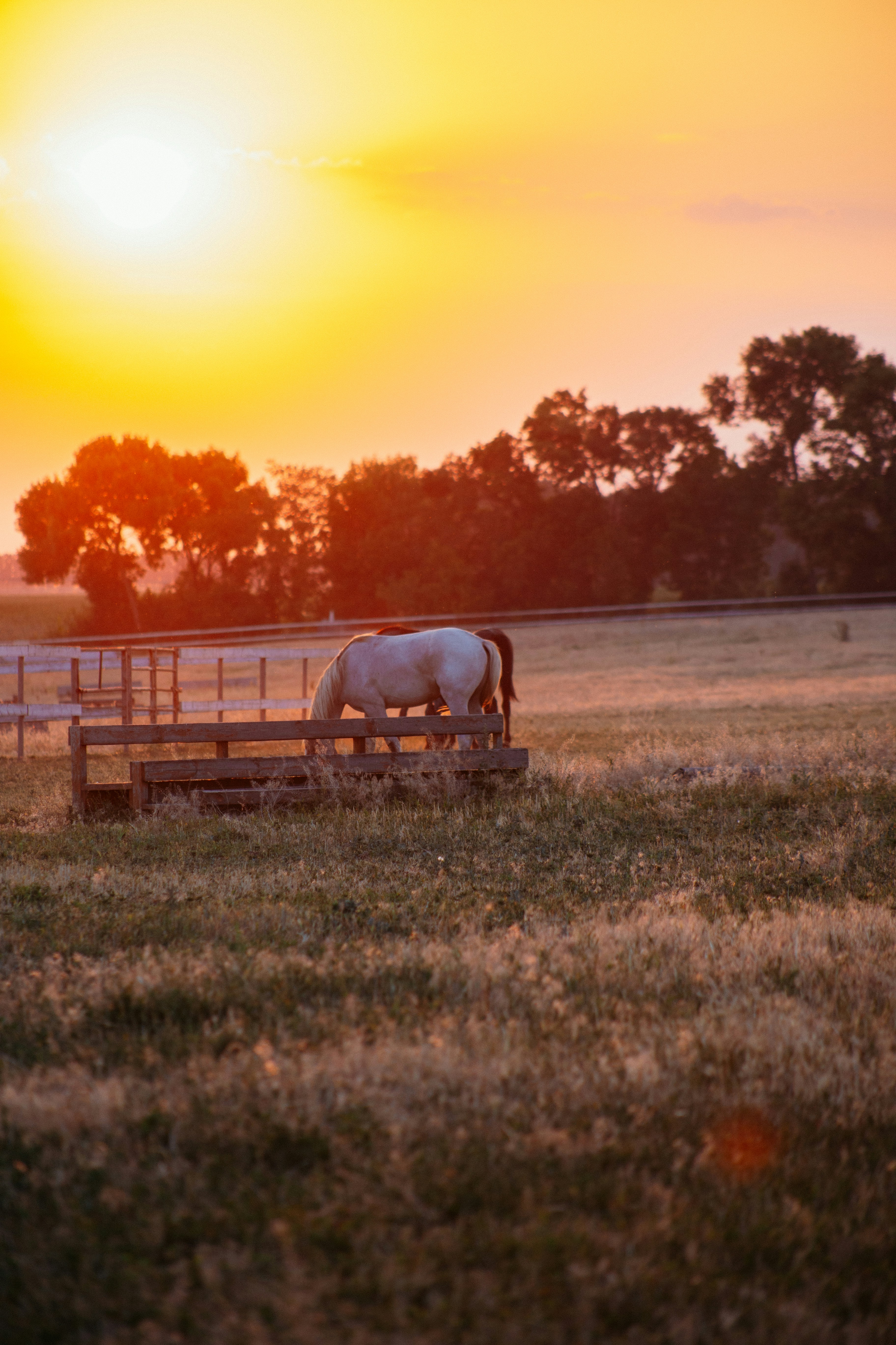 Sunset Stable: A White Horse Quietly Feeds at Dusk