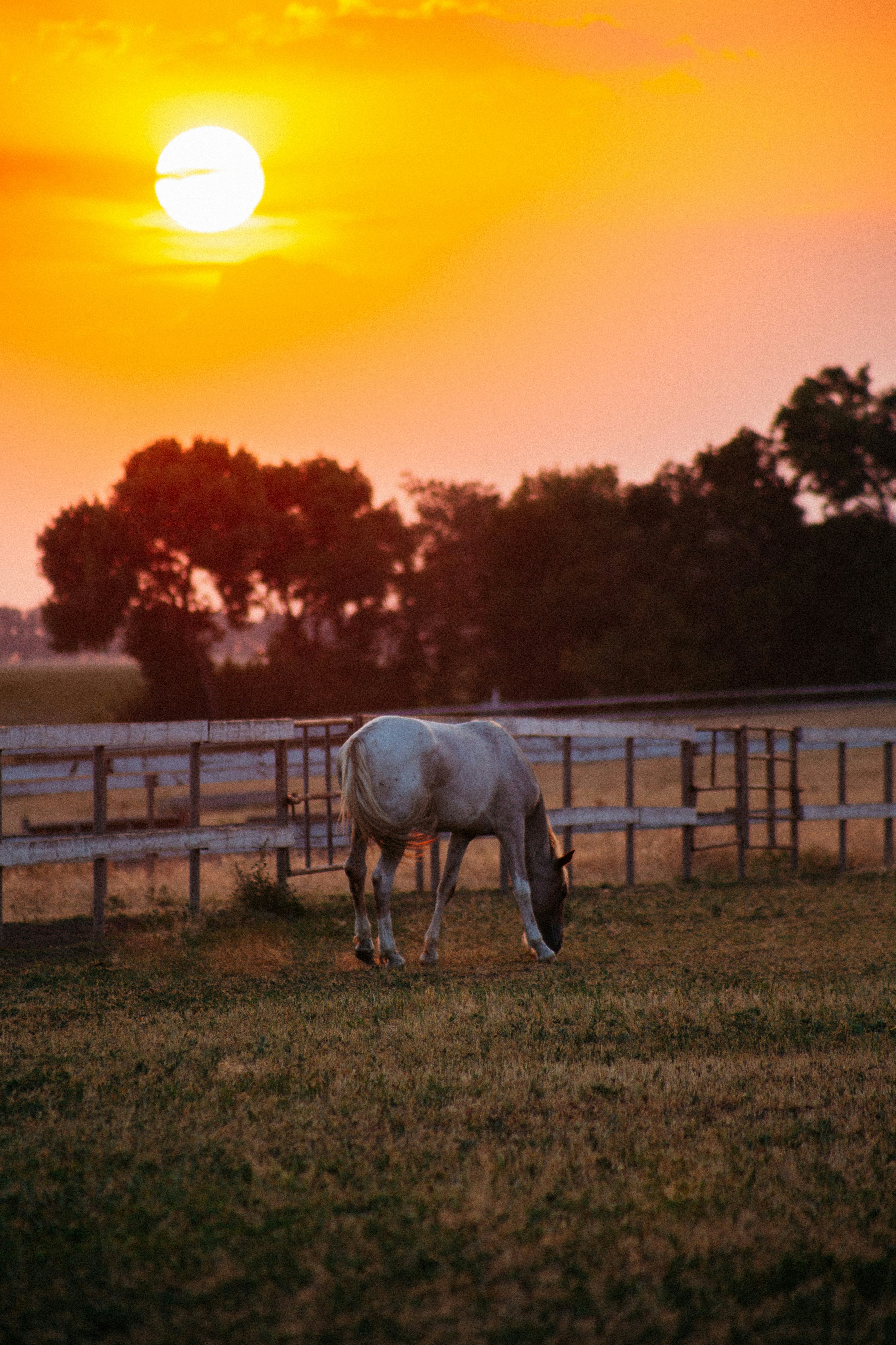 Sunset Pasture: A Grazing Horse Beneath a Fiery Horizon