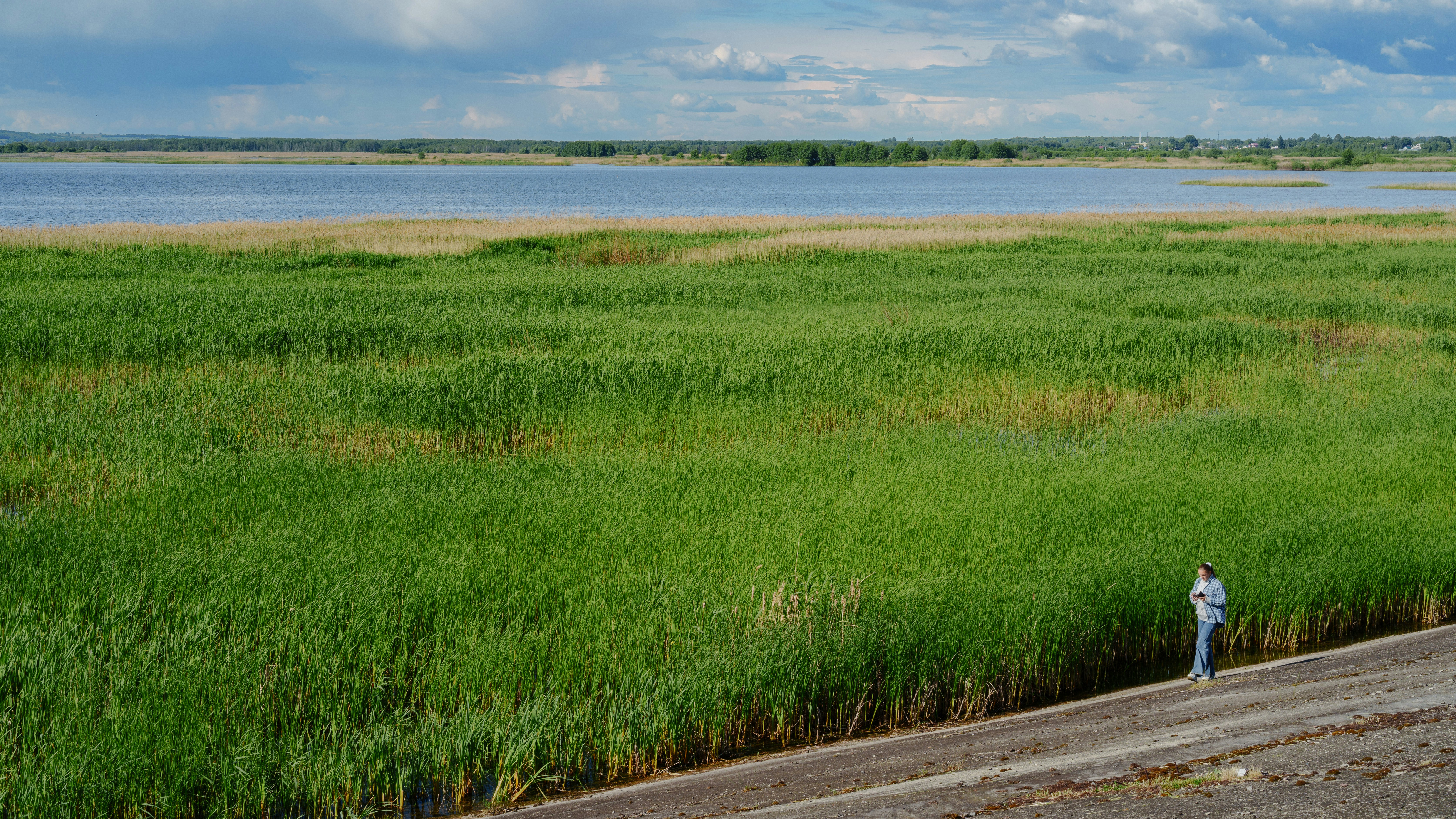Marsh Edge: A Lone Observer by the Dune