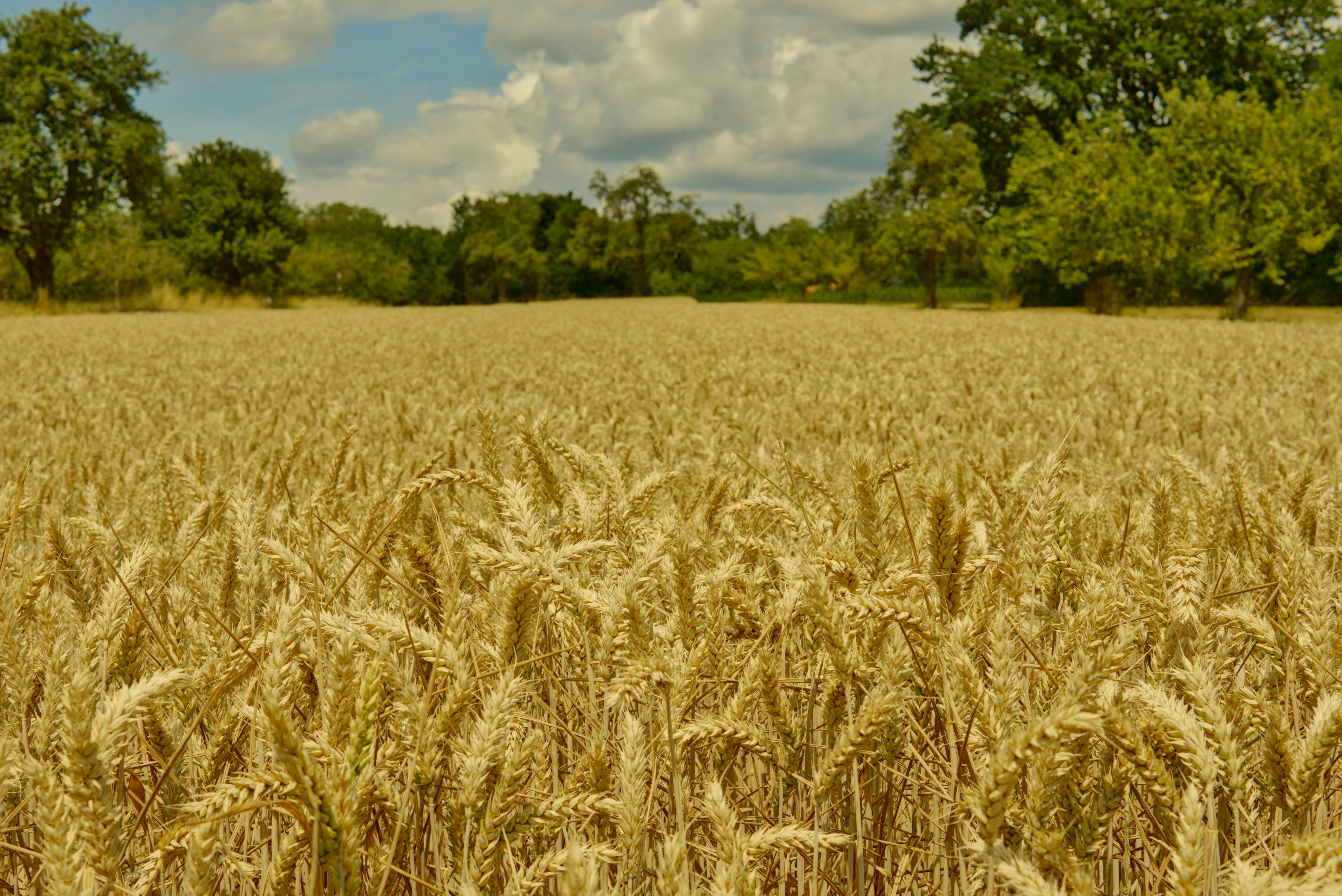 Golden Wheat Horizon Under a Quiet Blue Sky