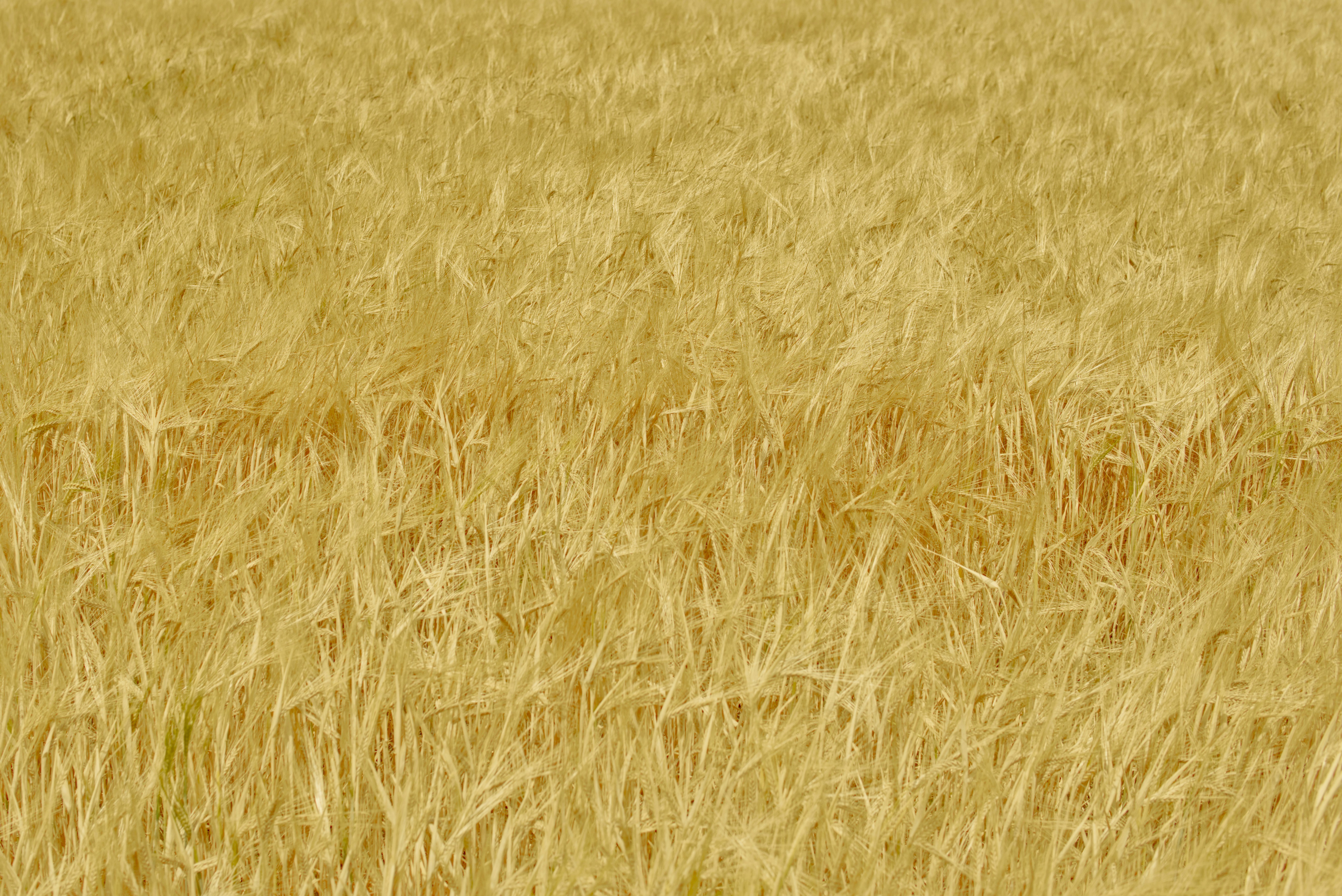 Amber Grassland: A Sea of Golden Blades in Quiet Light