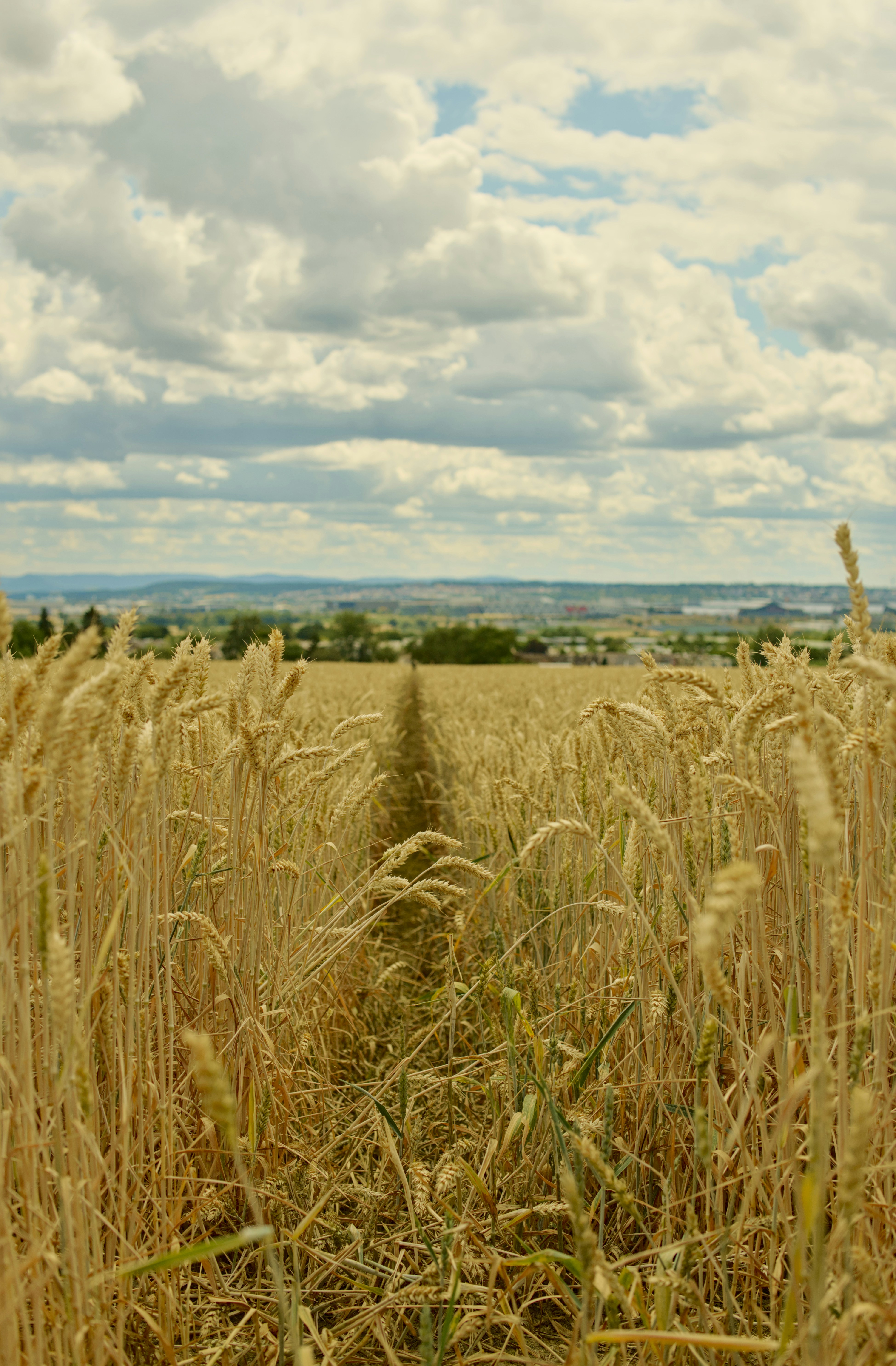 Golden Sea: Wheat Fields Stretch Toward a Distant Horizon