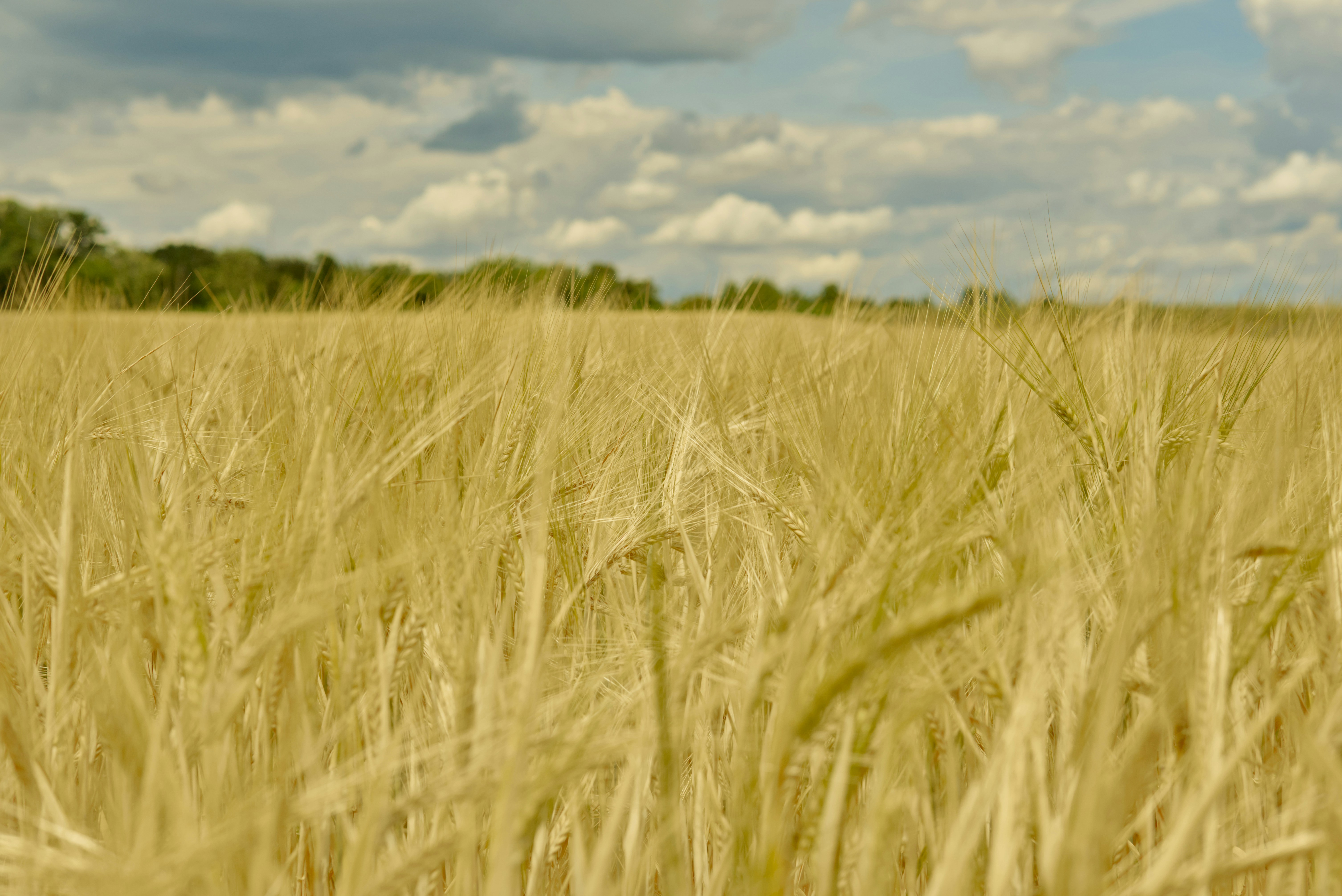 Golden Wheat Field Under a Distant Cloudscape