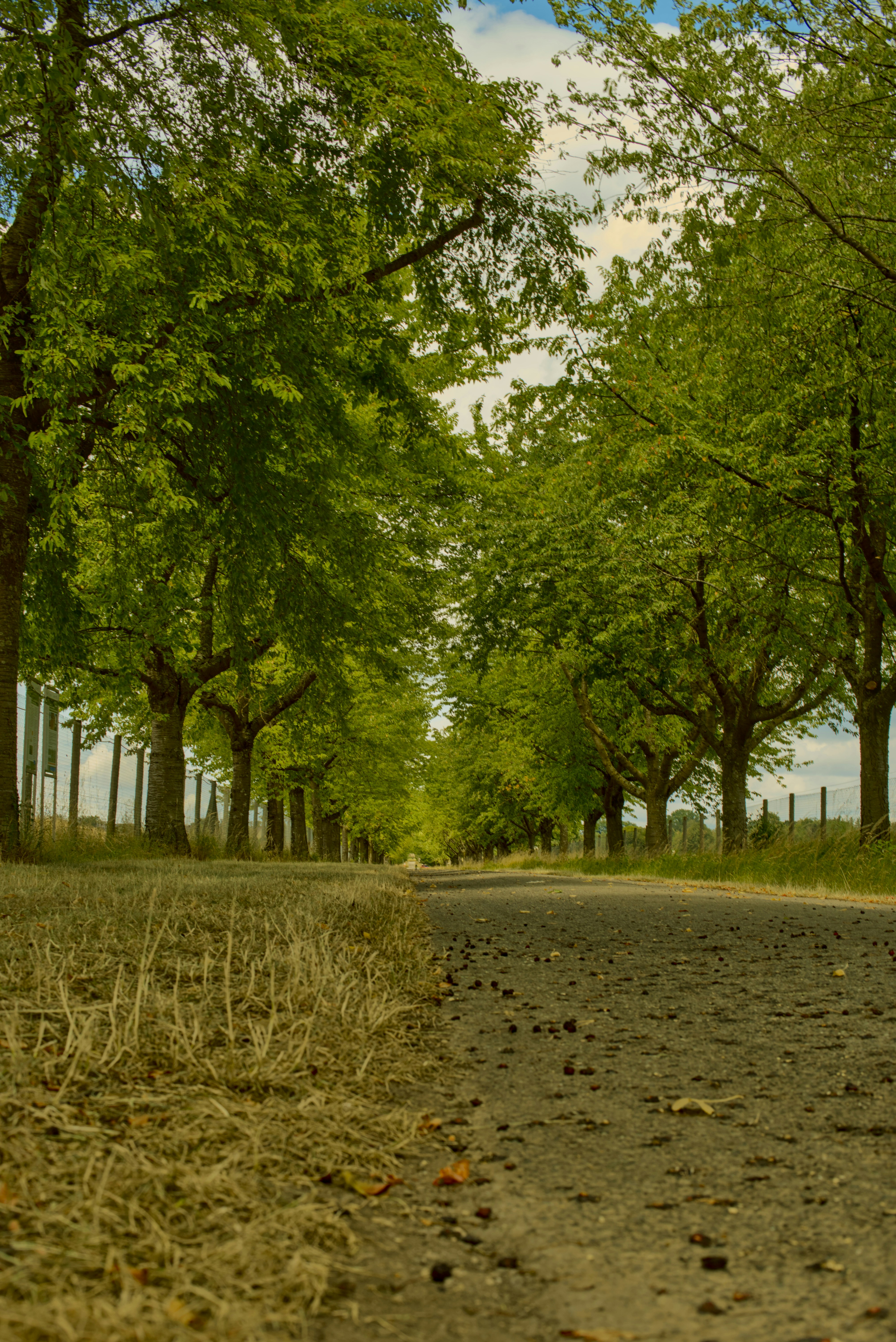 Tree-lined Roadway Recedes into Green Quiet