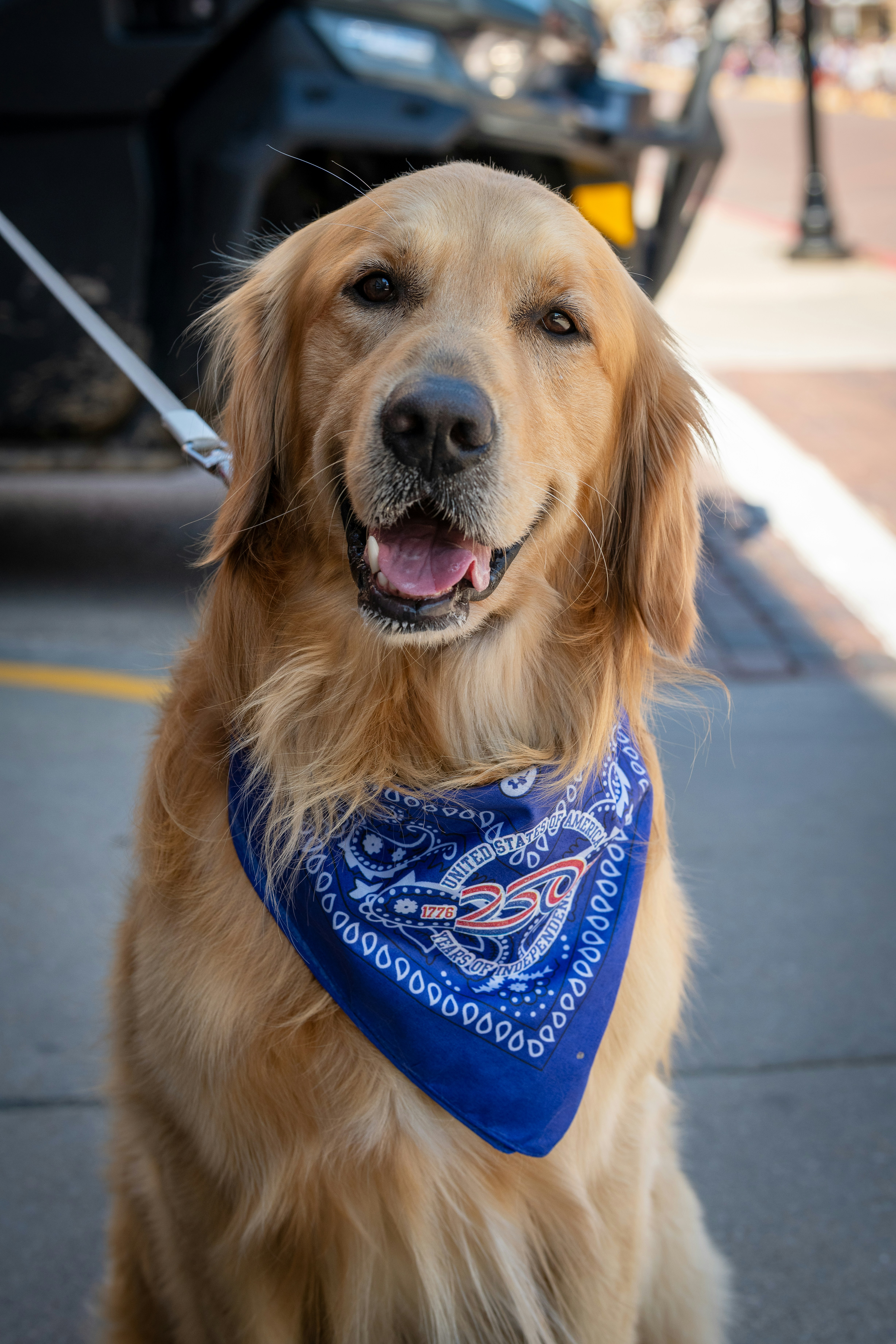 Golden Smile: A Loyal Companion Poses with a Blue Bandana