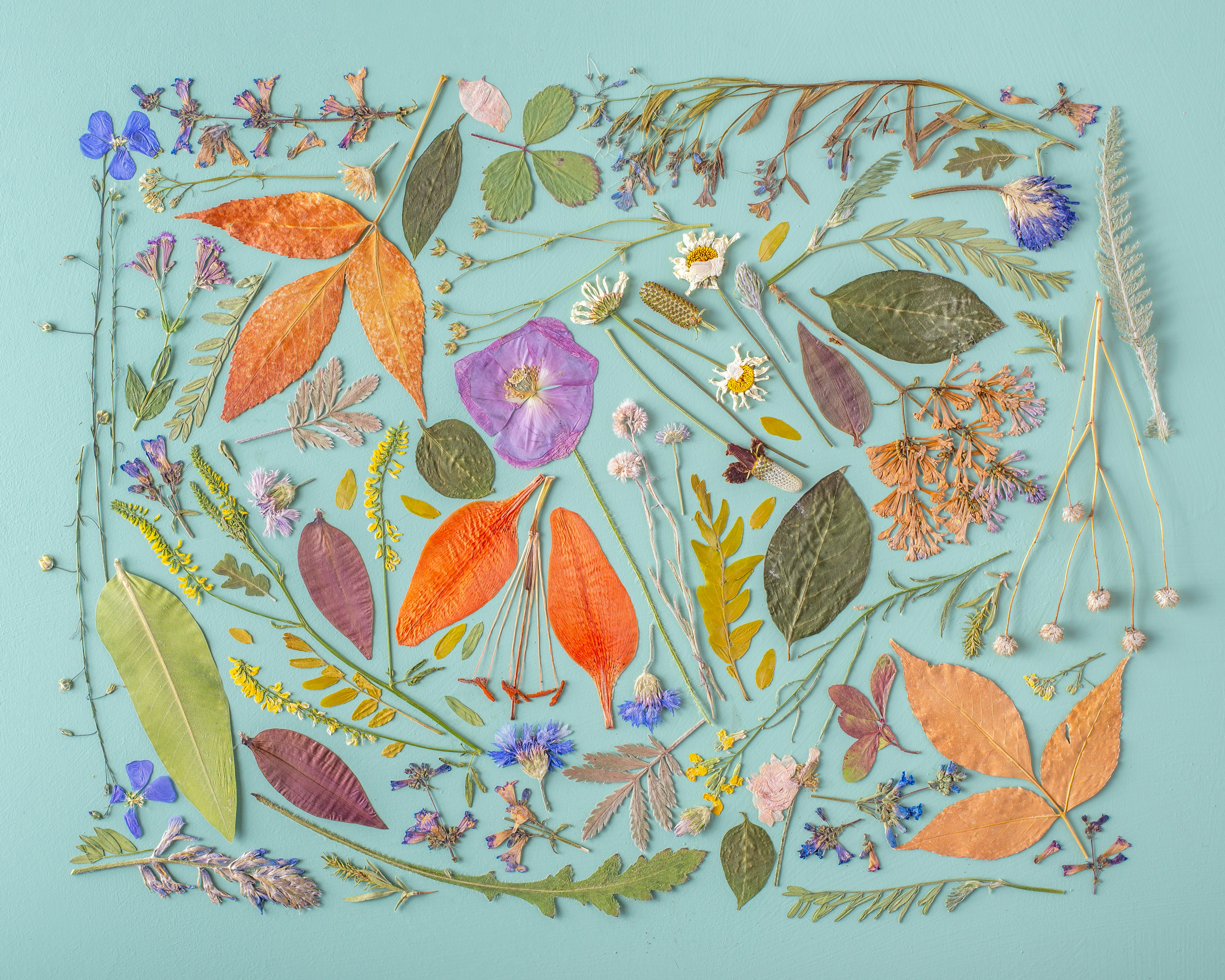 Pressed Garden: A Kaleidoscope of Fallen Leaves and Wildflowers on Turquoise
