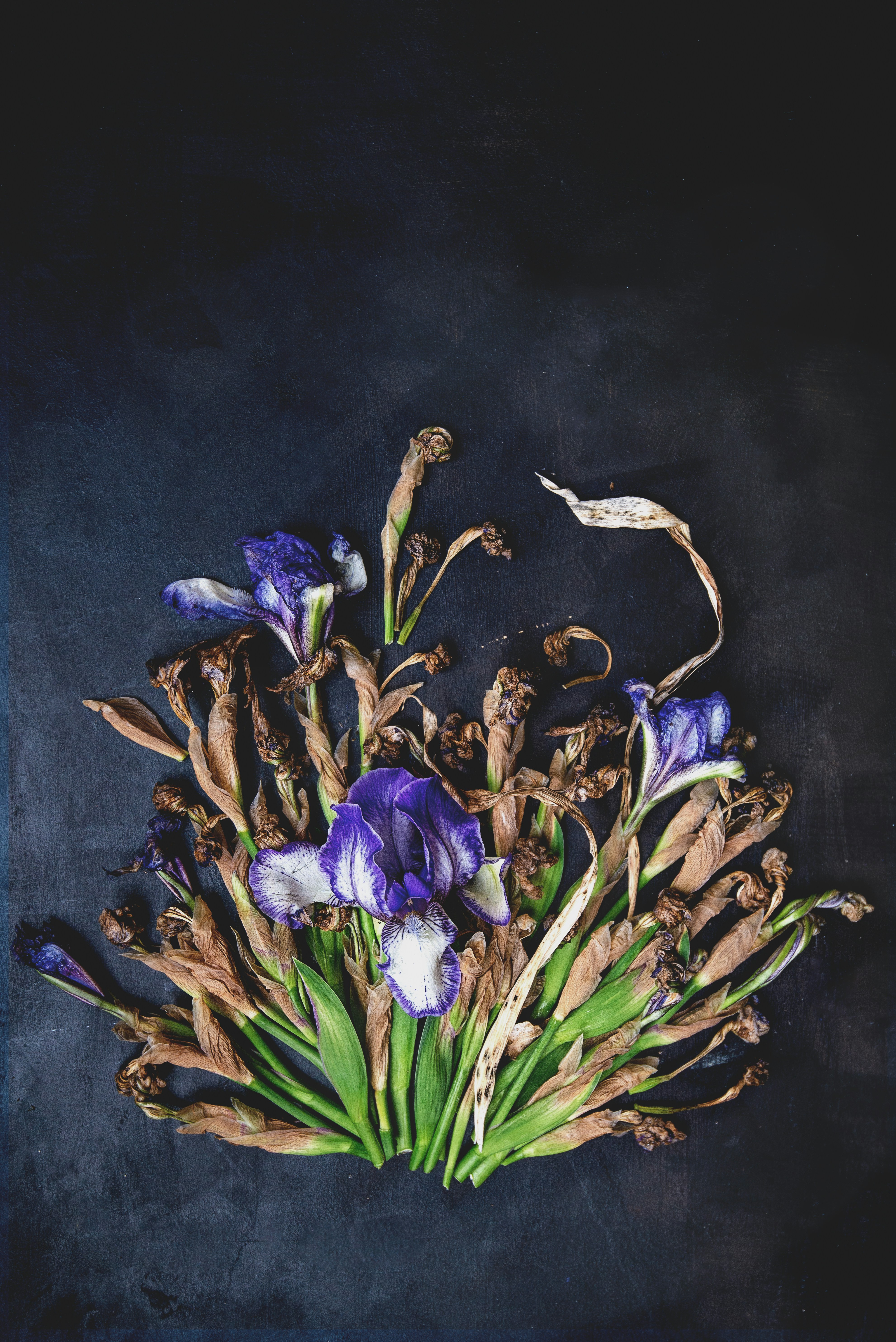 Withered Irises: a moody bouquet on a dark canvas