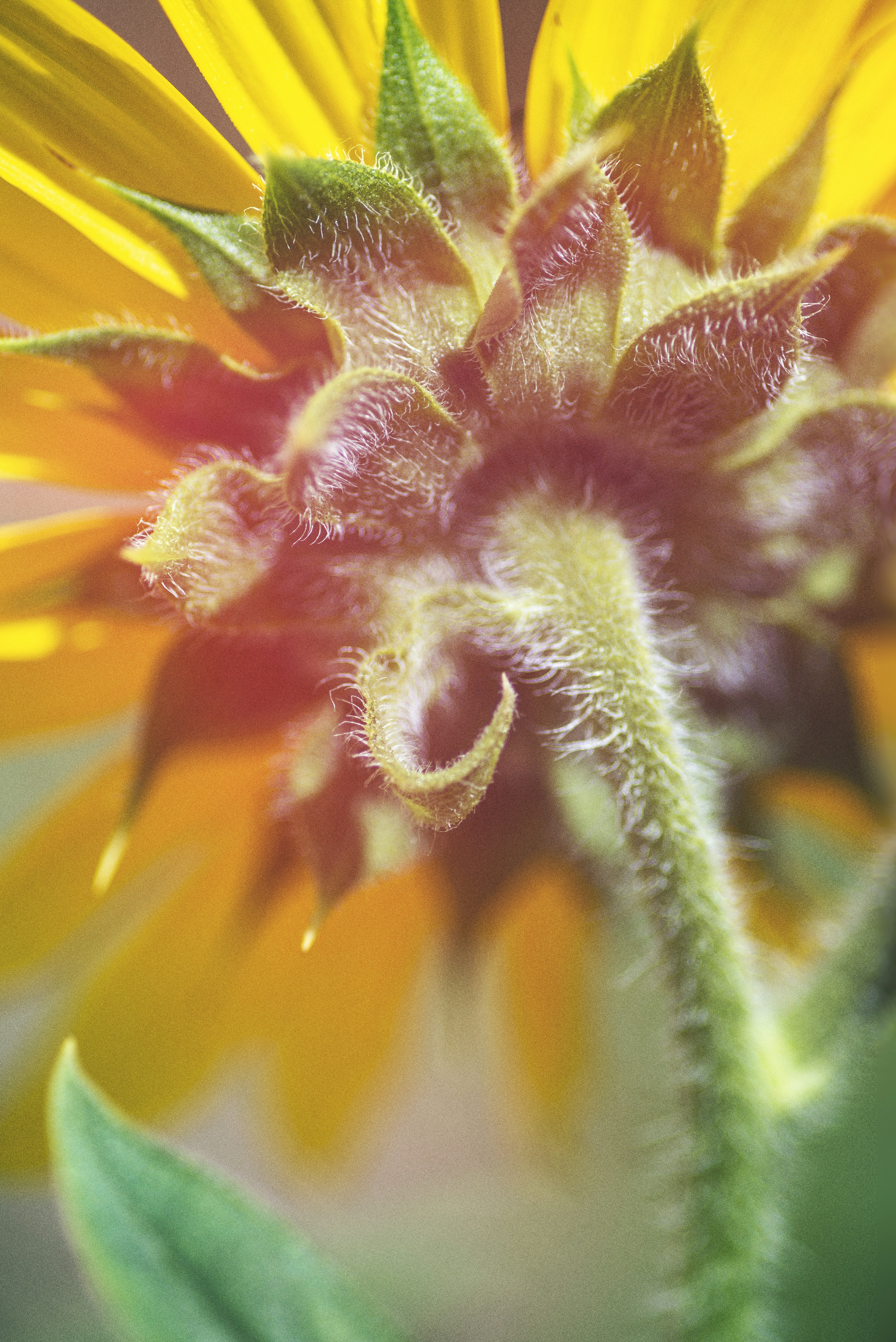 Macro view of a sunflower bud with fuzzy green stems and yellow petals, soft background blur, emphasizing texture and delicate hairs. It's a close-up photograph.