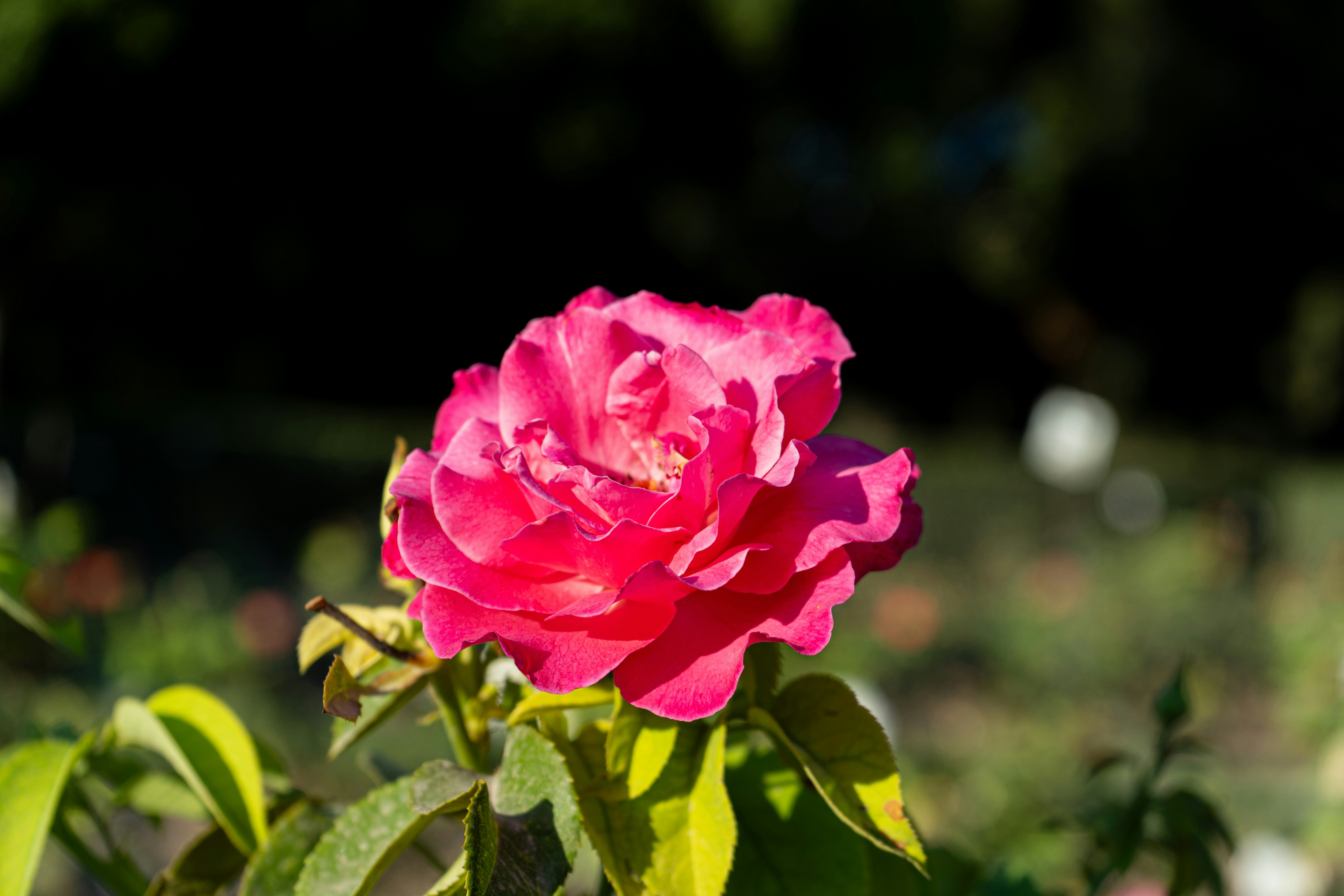 Pink Rose in Sunlit Garden Still Life