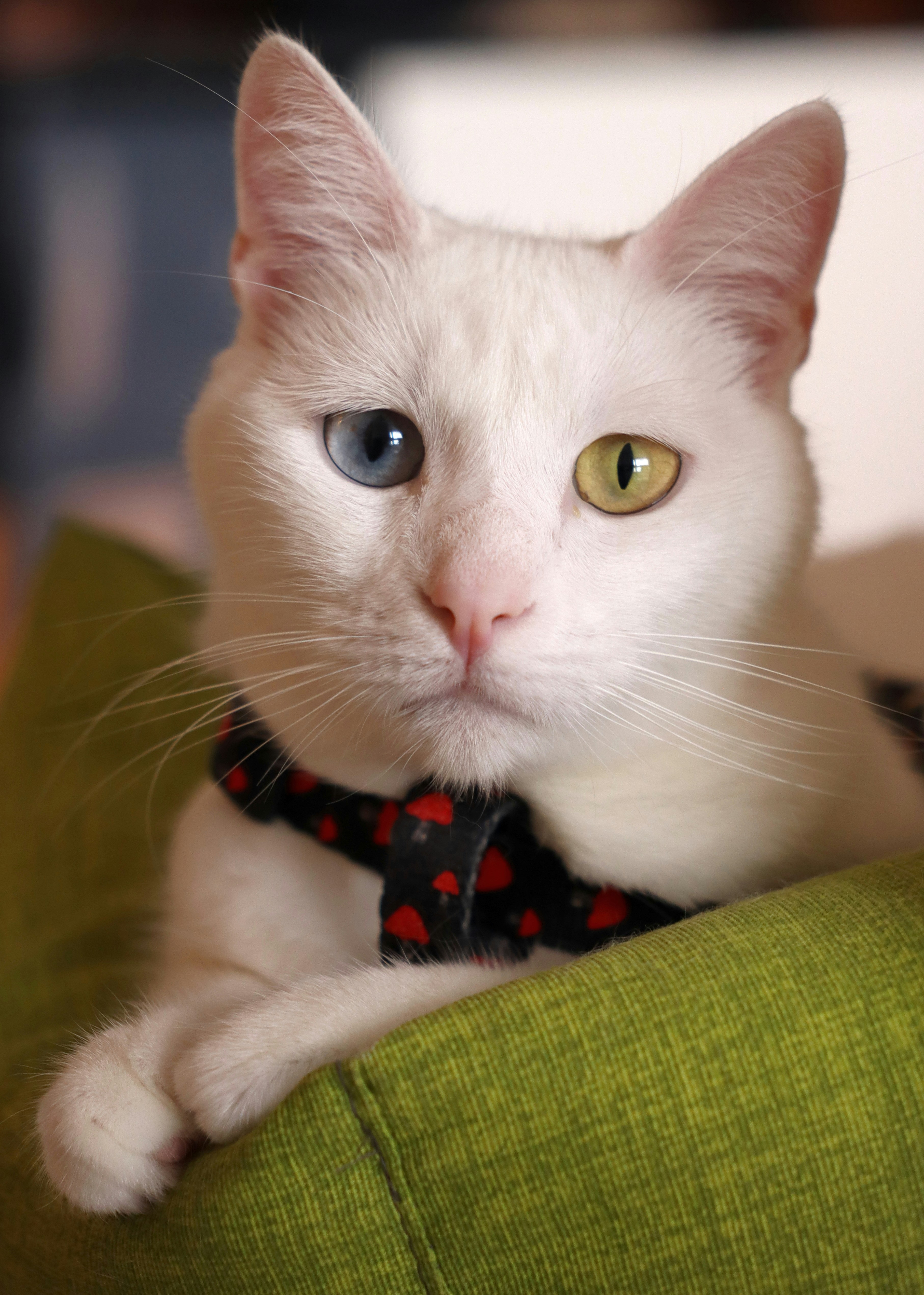 Two-Tone Gaze: A White Cat with One Blue and One Amber Eye